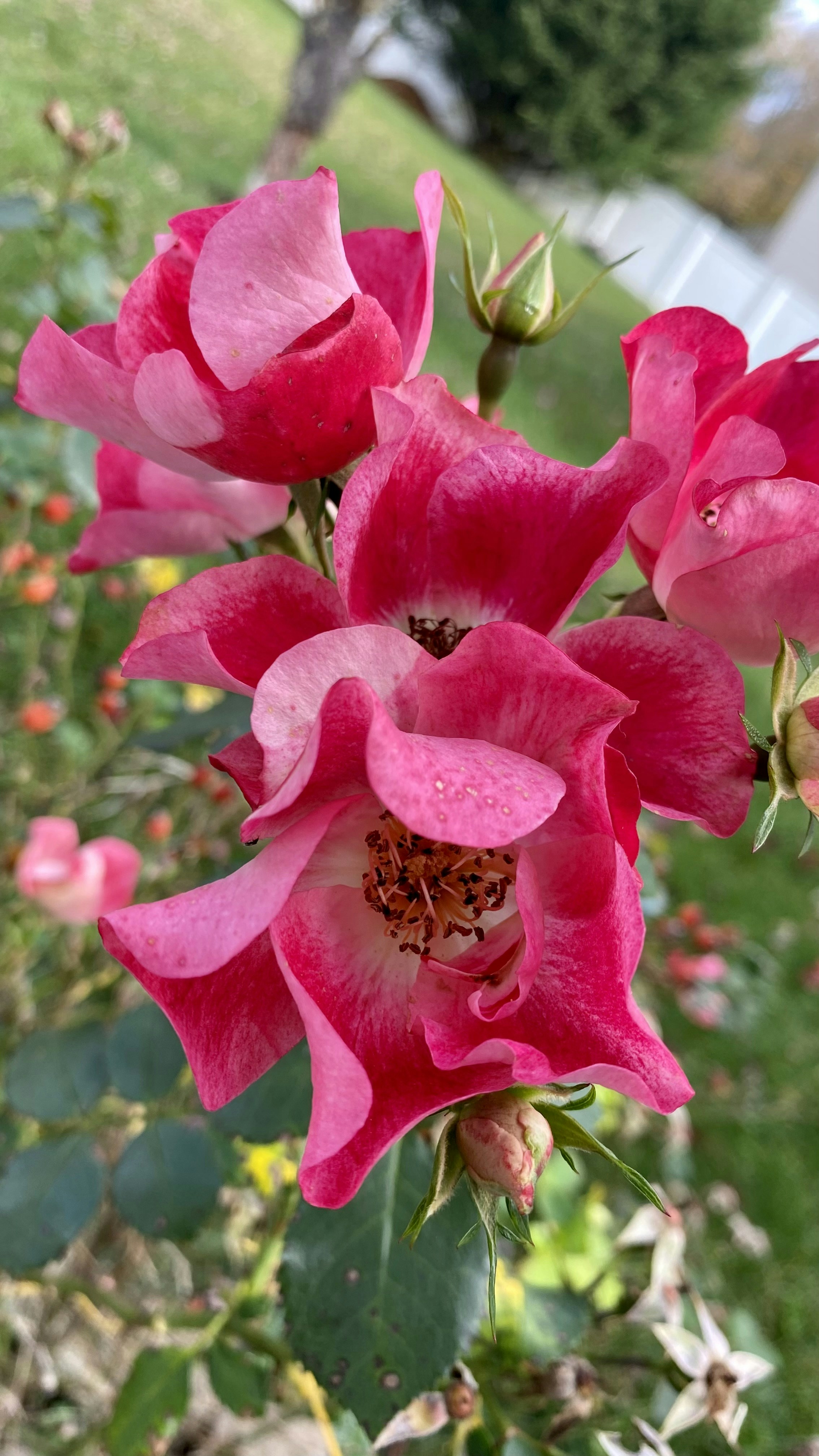 Crimson Petals in Focus: a close-up on a blooming garden rose