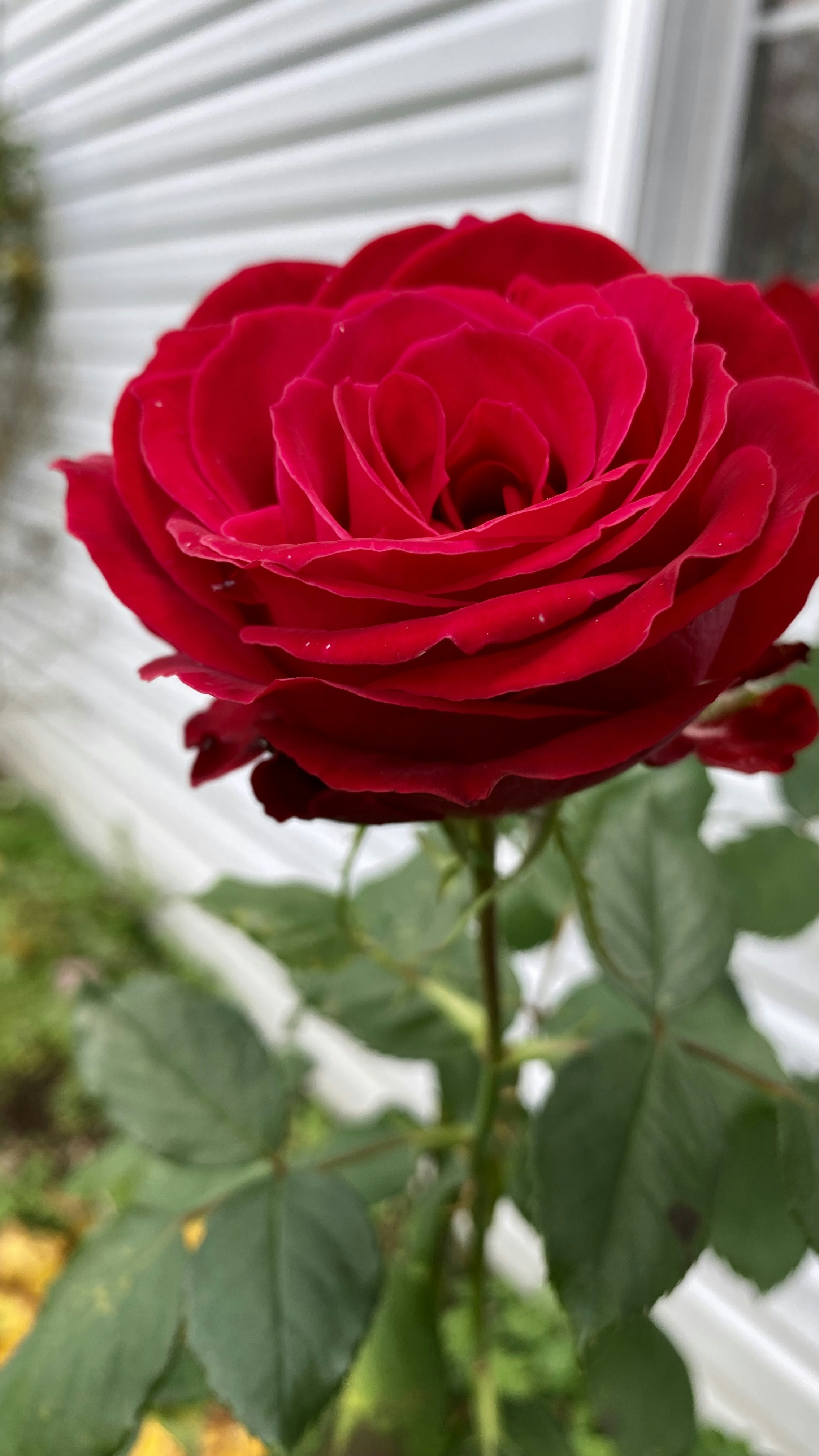 Foto zum Thema Nahaufnahme einer roten Rose – Kostenloses Bild zu Rose ...