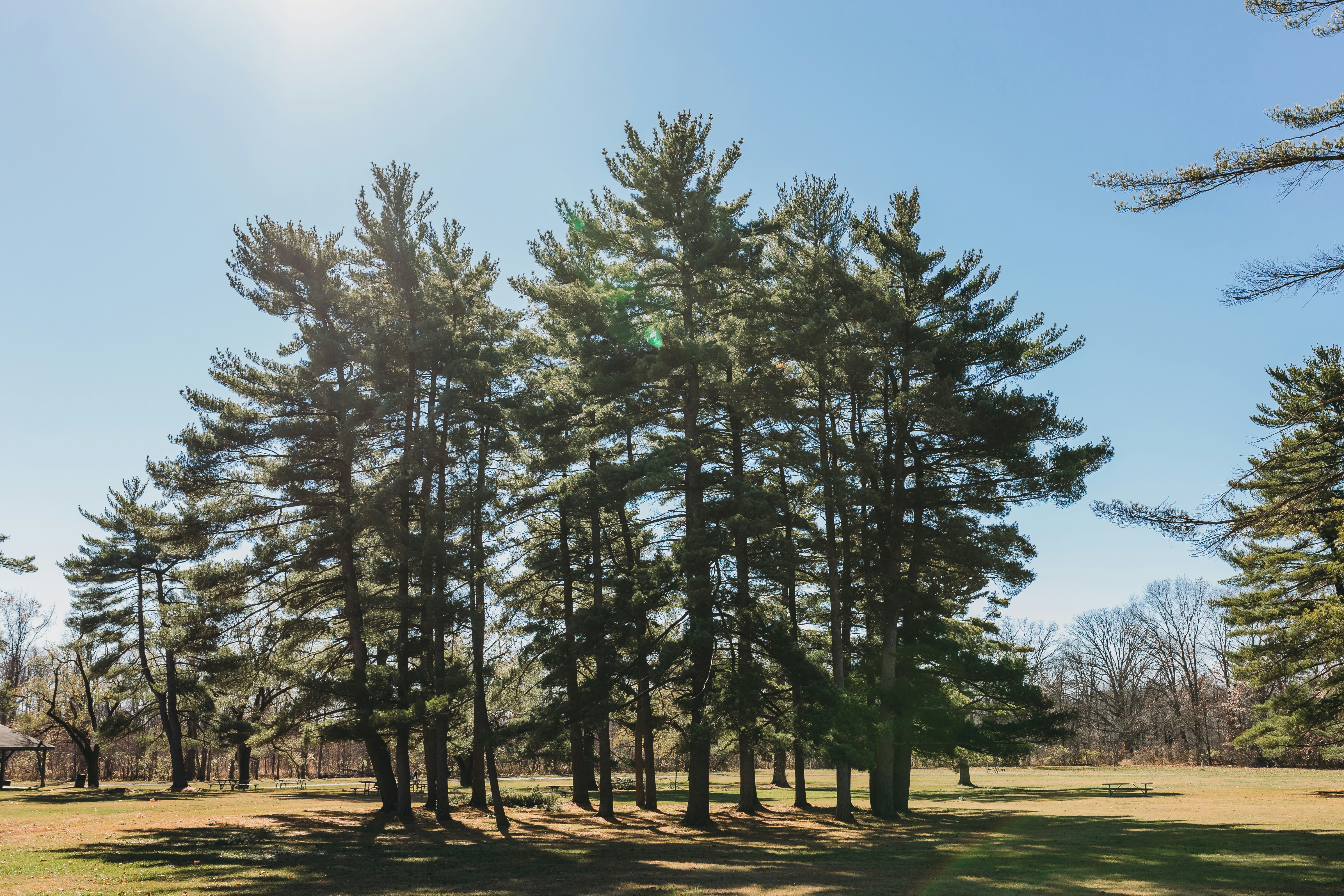 Copse of evergreen trees