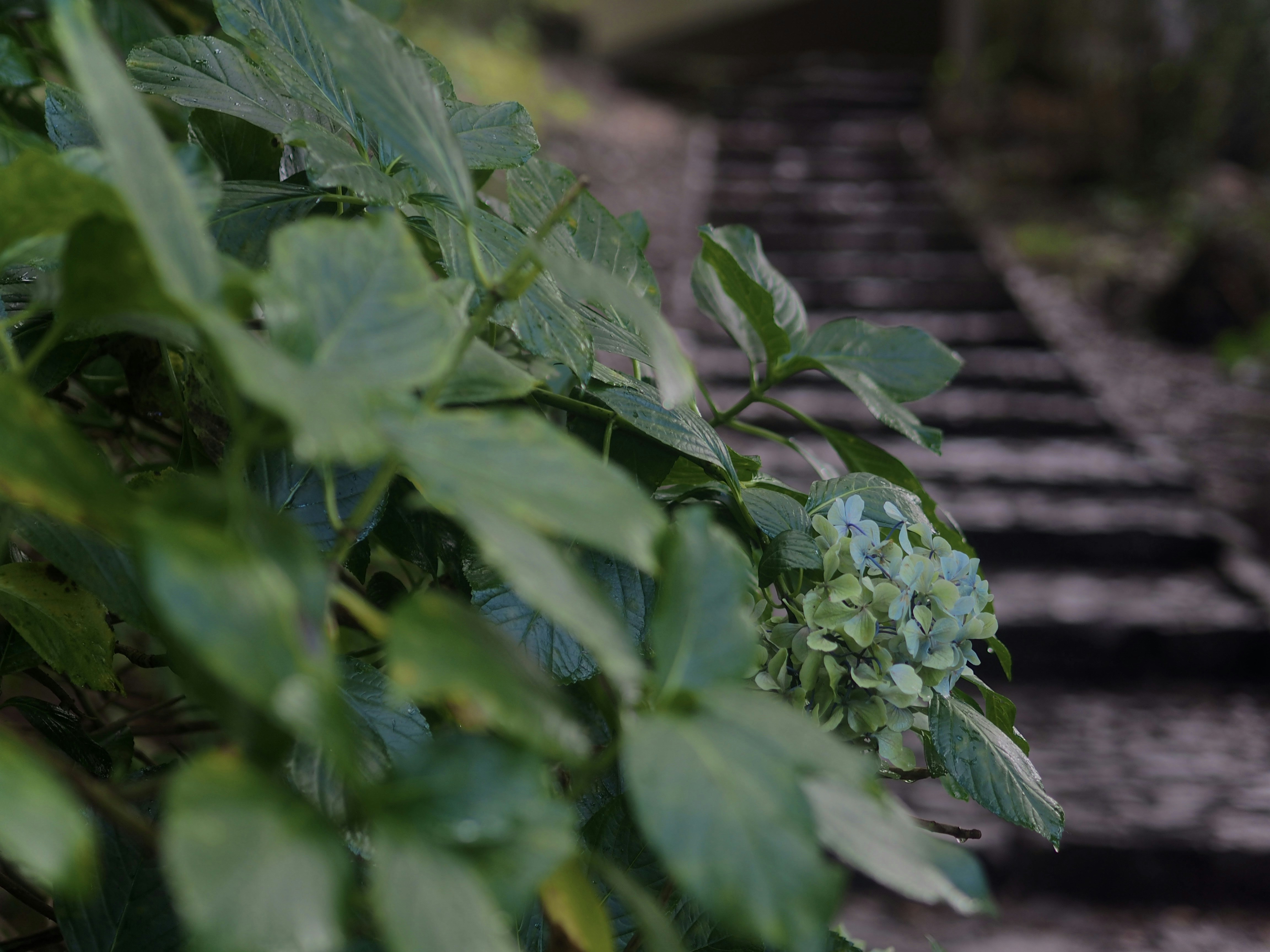 Hydrangea by the Mossy Staircase