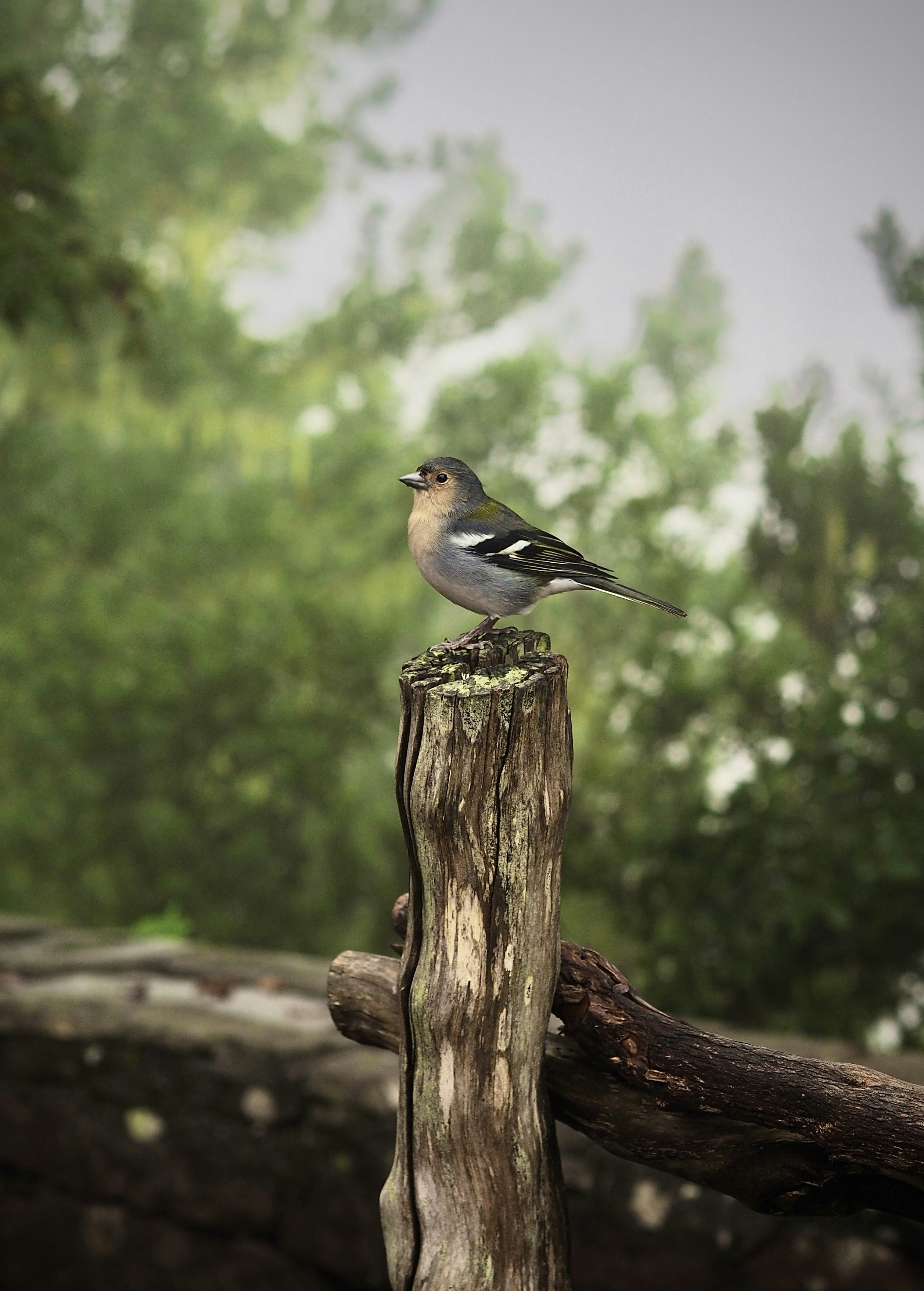 Dappled Light, Weathered Post: A Sparrow's Quiet Perch