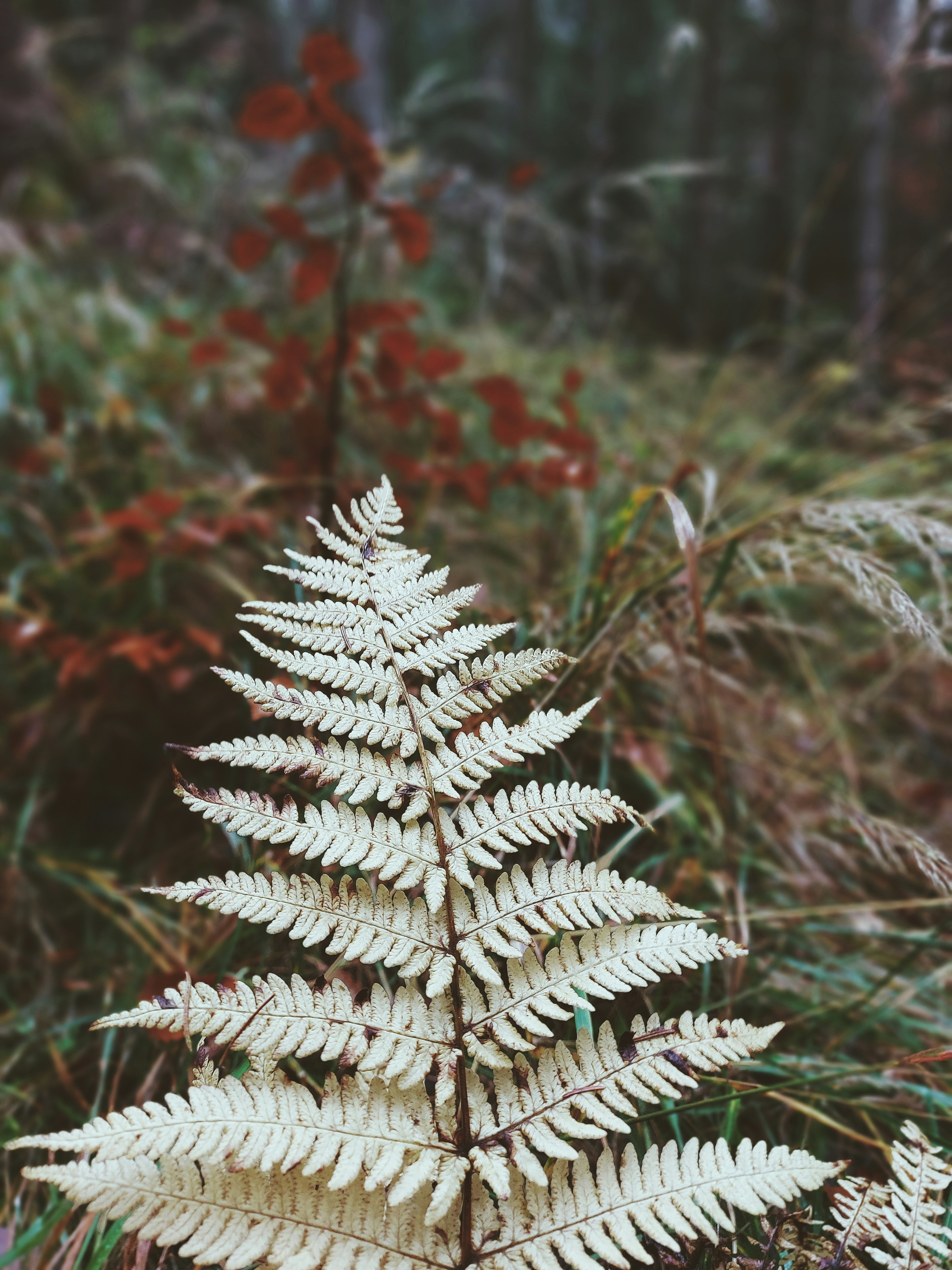 Ivory Fern in a Velvet Autumn Understory