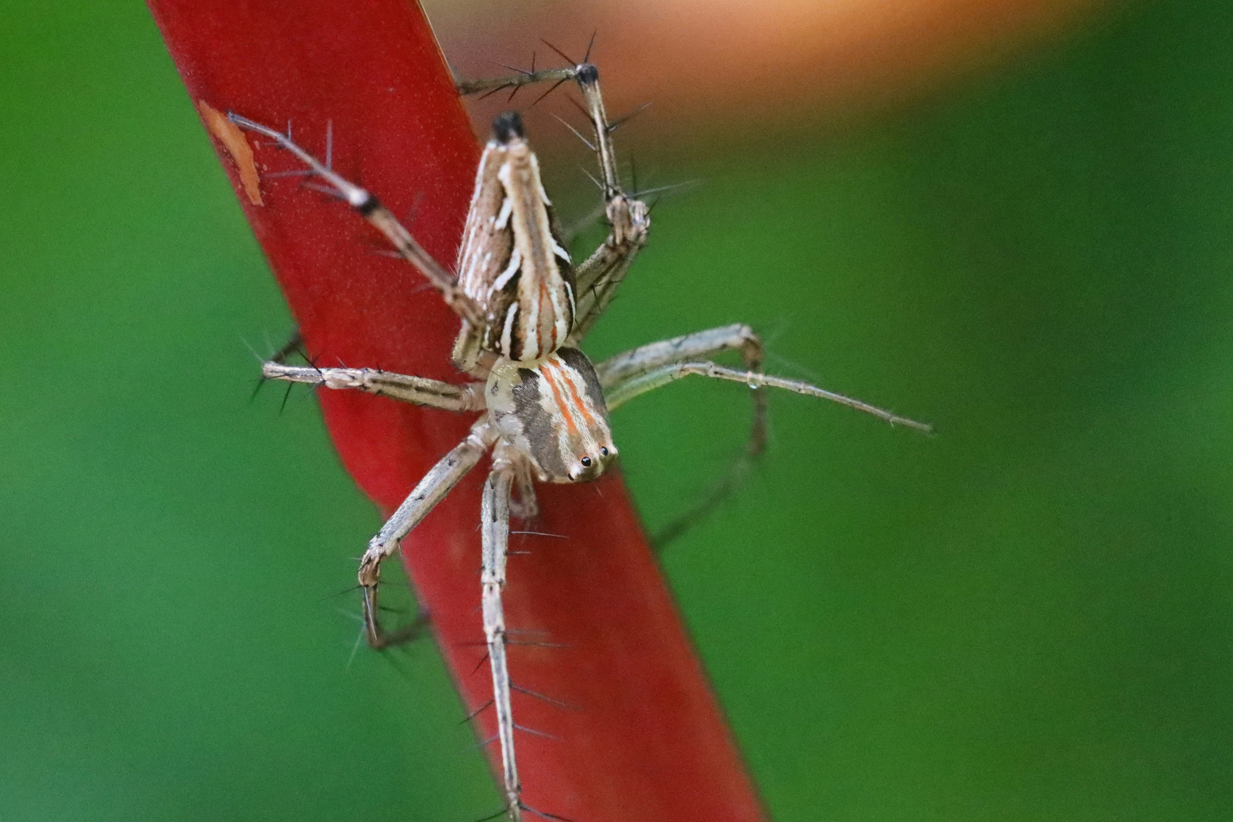 A close-up of a spider perched on a red stem, showcasing its intricate details against a blurred green background.