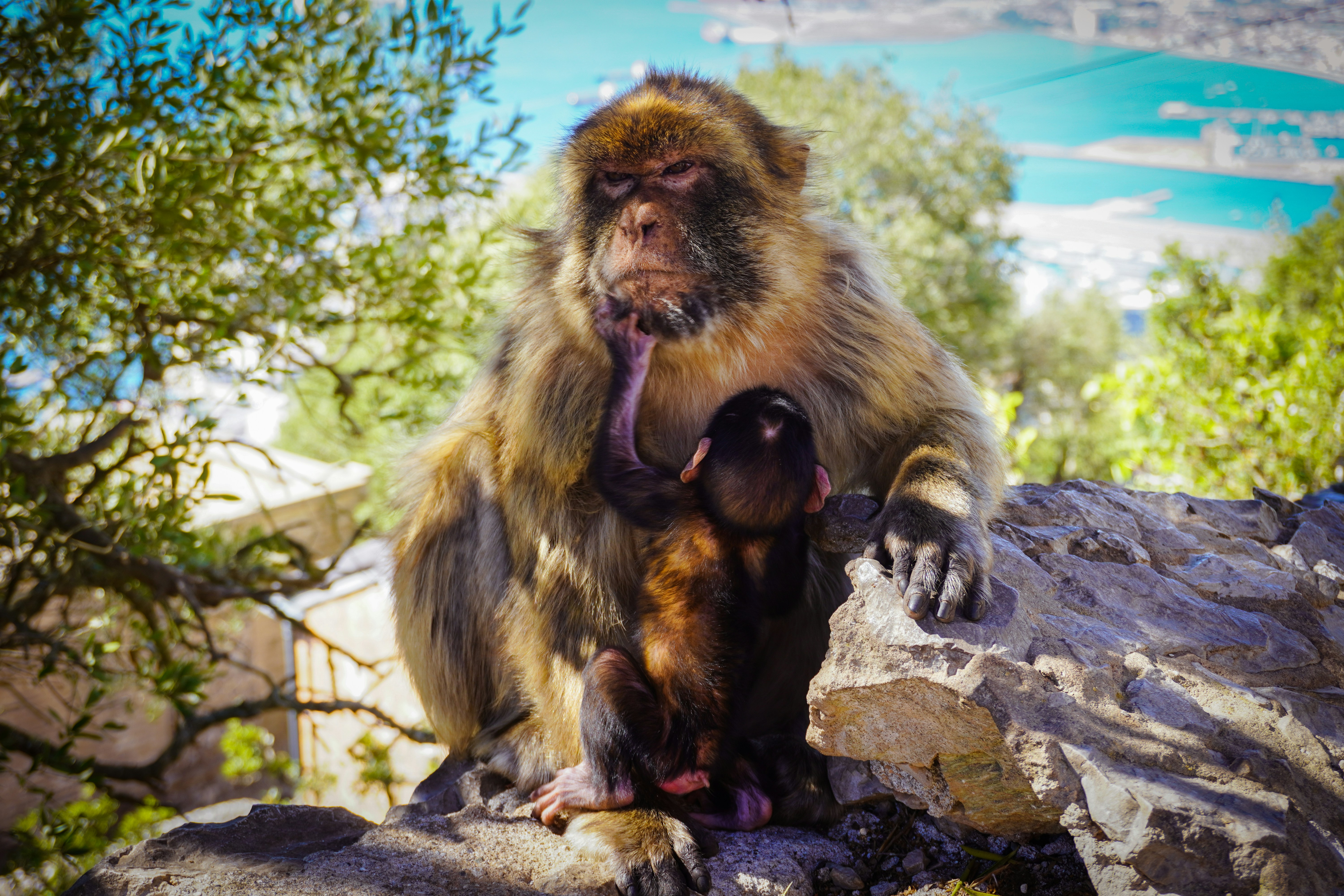 Un mono sosteniendo a un mono bebé foto – Imagen de Gibraltar gratuita ...