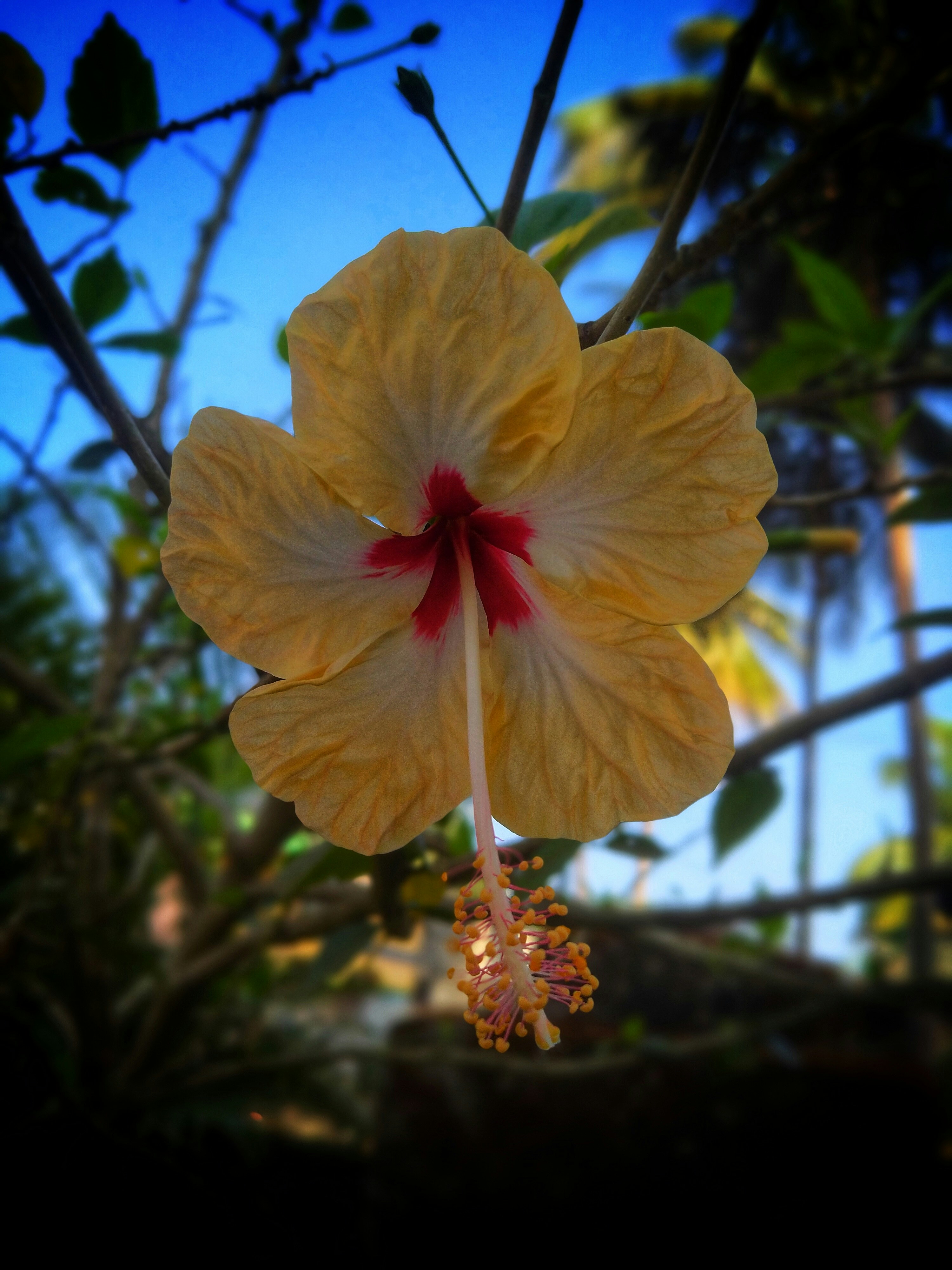 A pale yellow hibiscus flower with a pink-red throat dominates the frame, backlit by a bright blue sky; branches and leaves create a soft bokeh backdrop. This is a close-up of a natural floral subject.