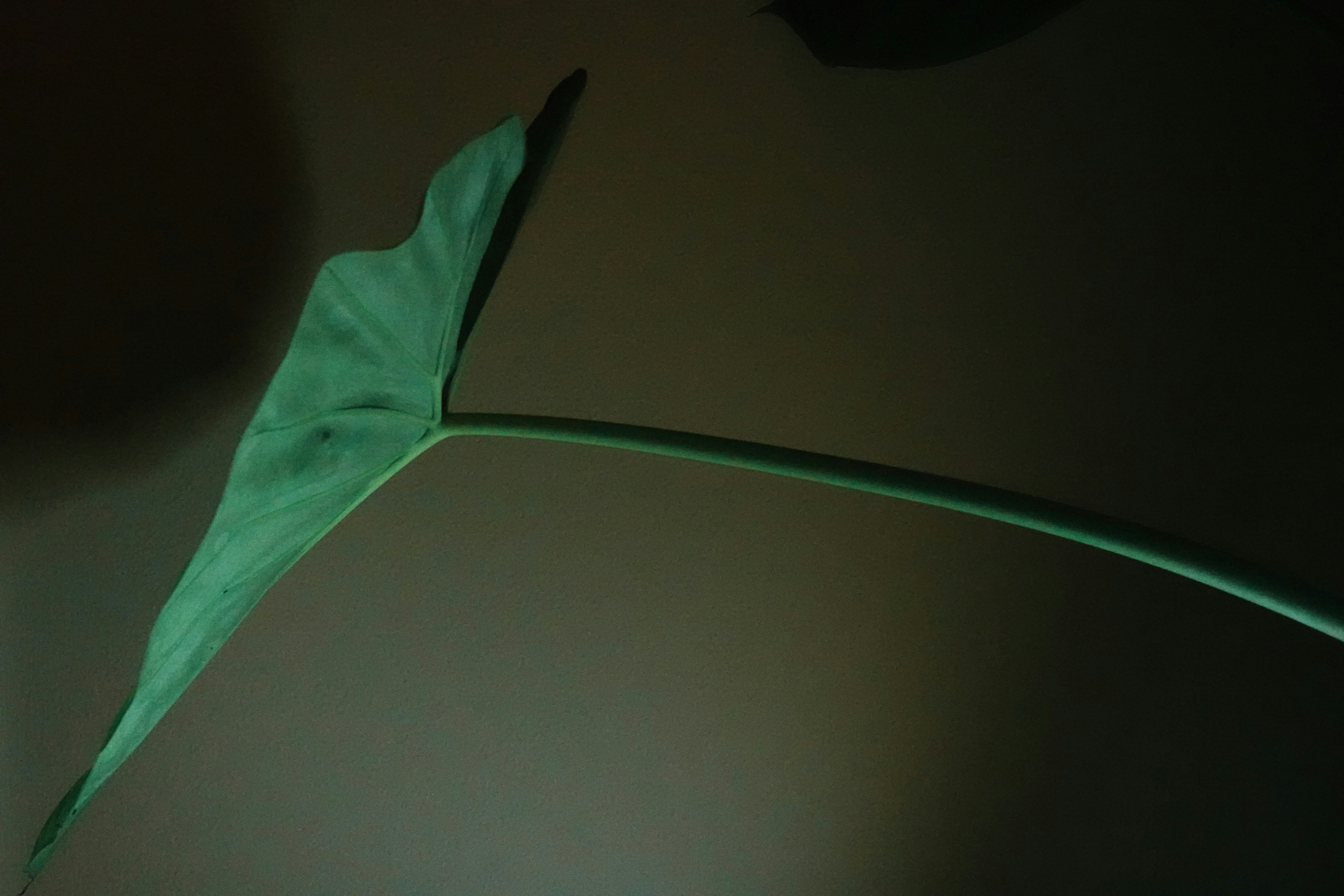 Diagonal Green: A Minimal Leaf Amid Dim, Velvet Shadow