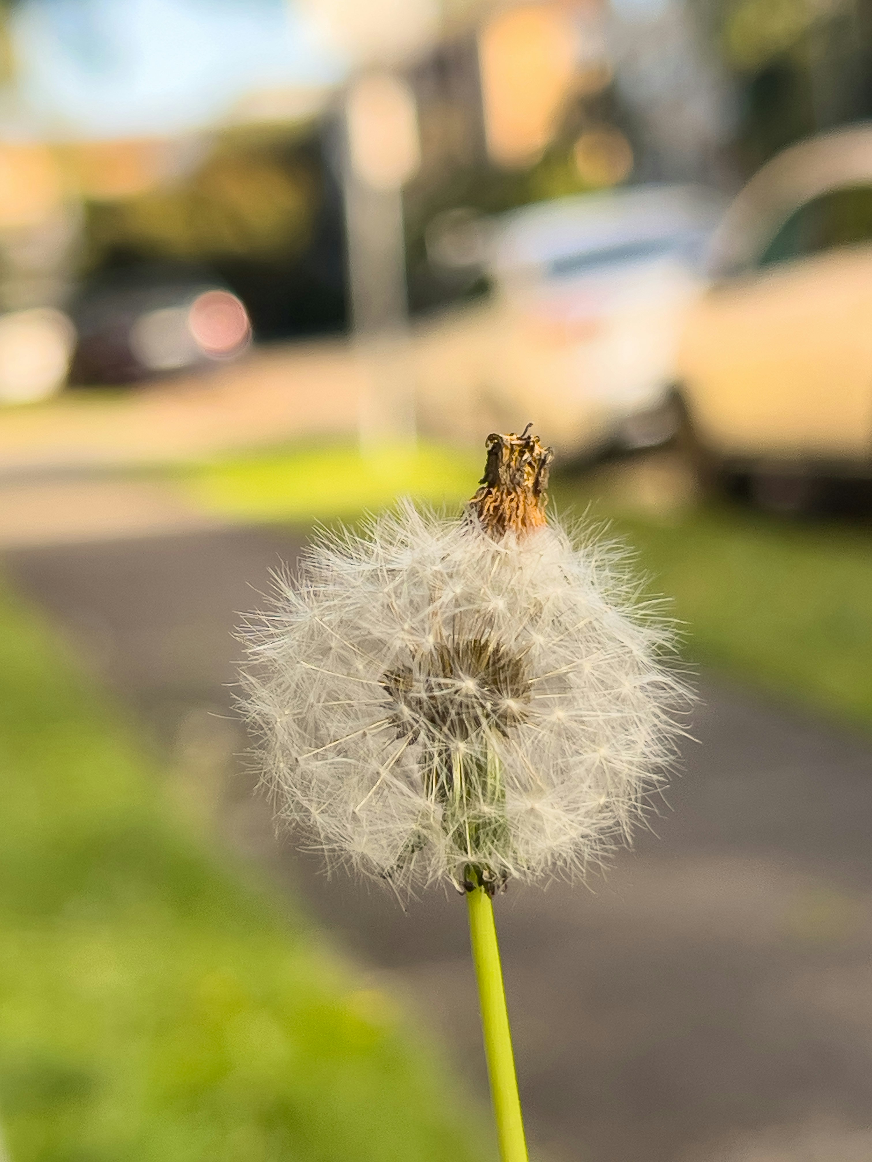 A dandelion flower on a stick photo – Free Allawah Image on Unsplash