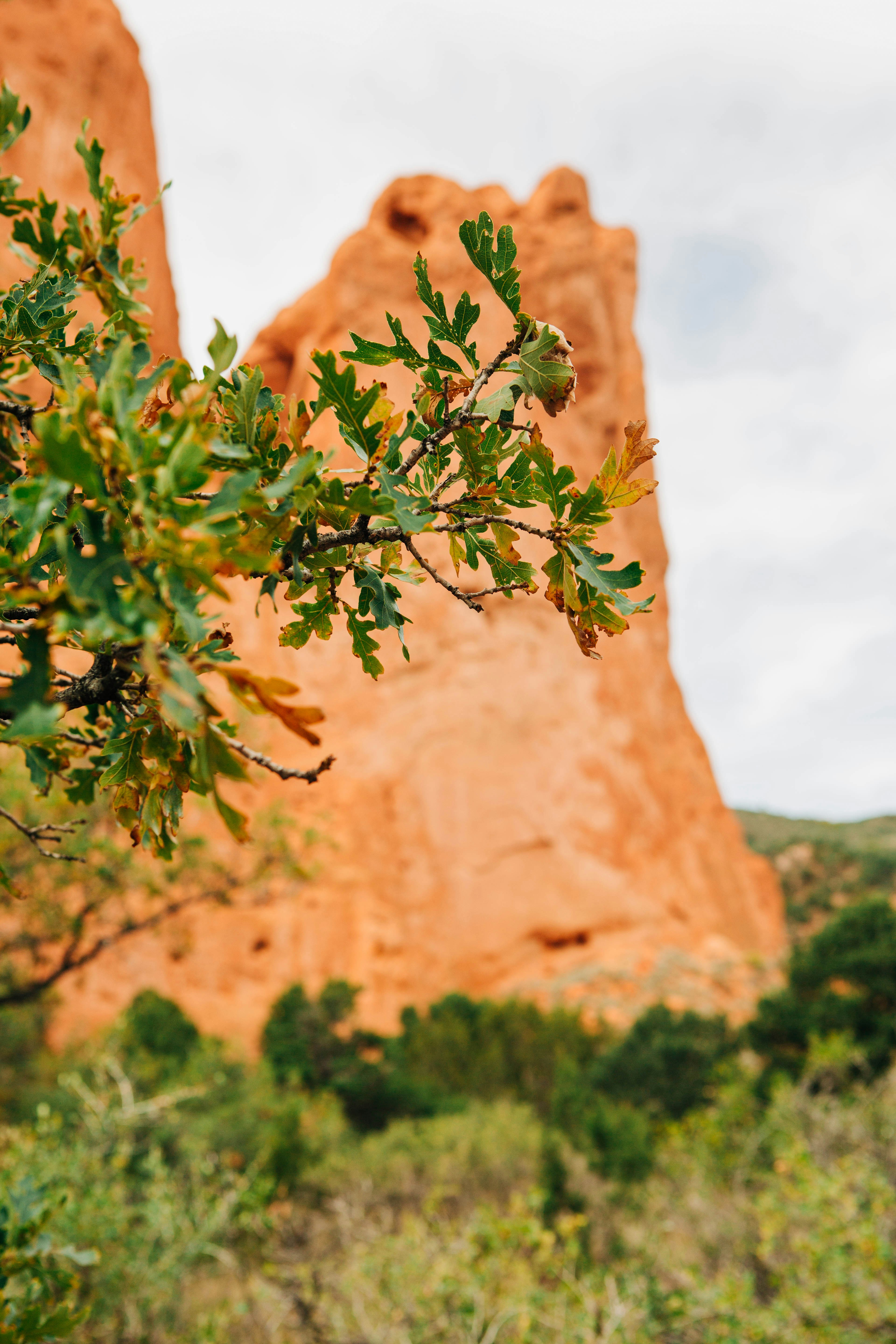 Red Monolith Framed by Sage-green Branch Under a Pale Desert Sky