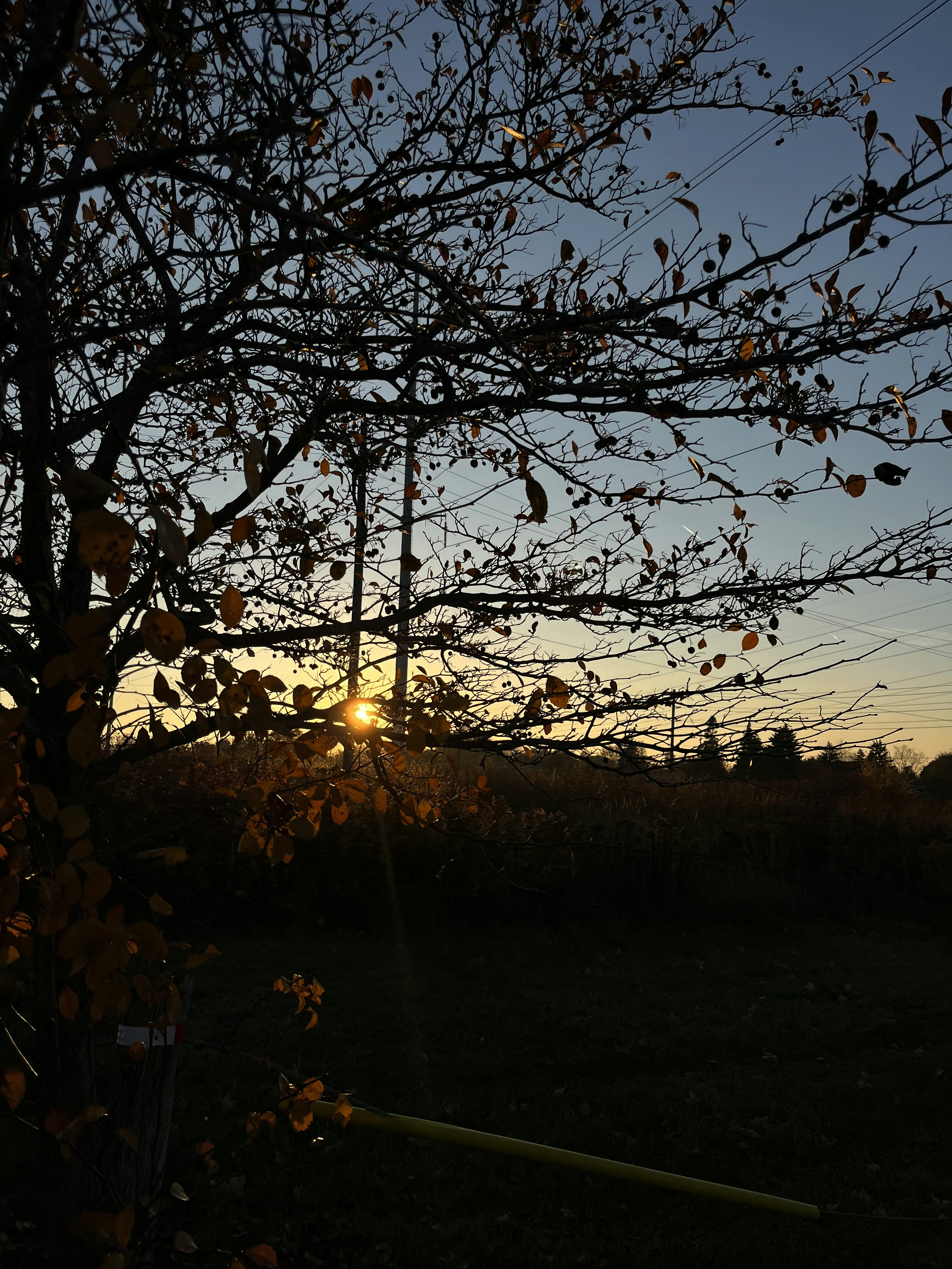 Sunlight Through a Web of Branches at Dusk