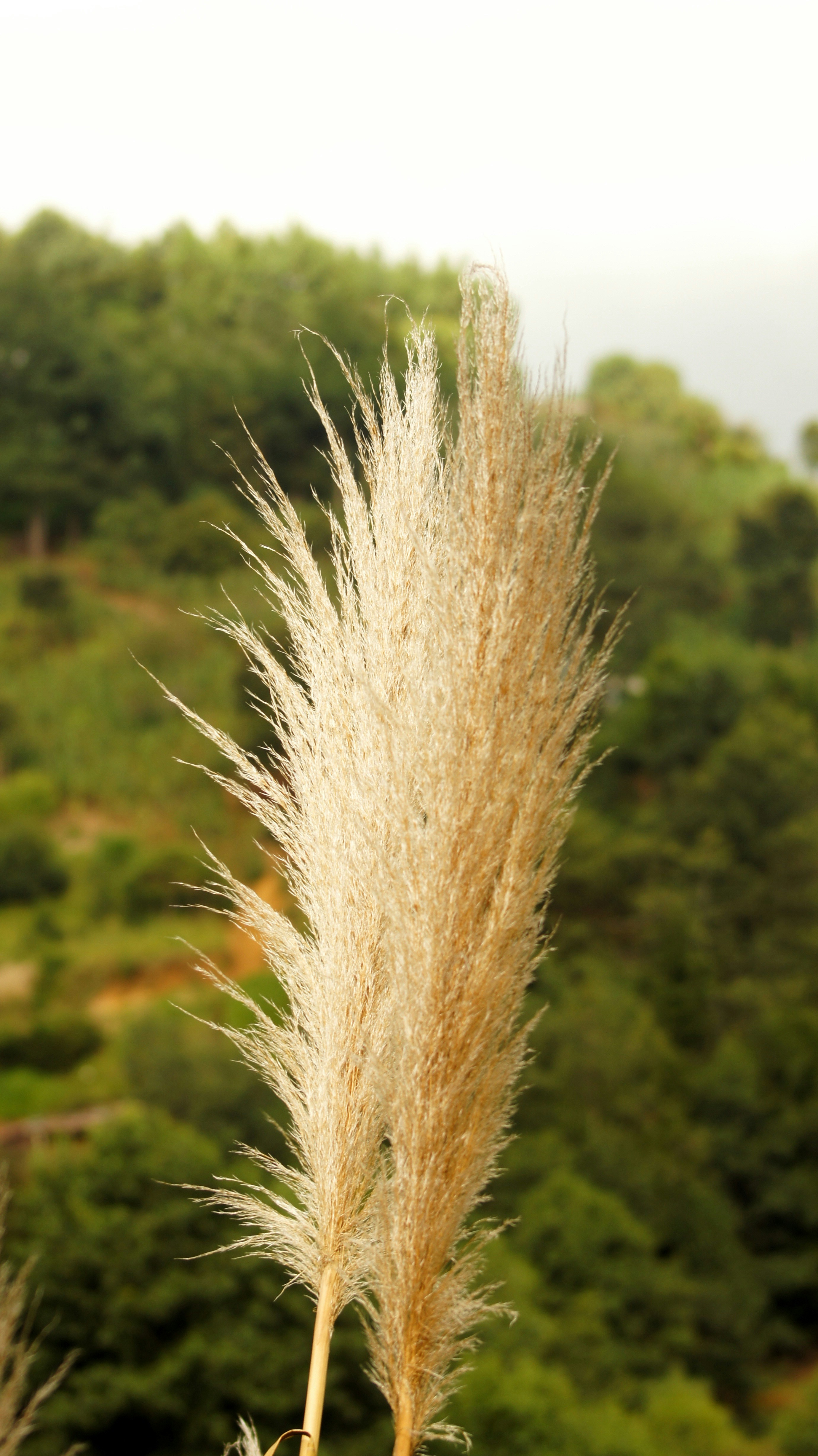 a close up of a plant