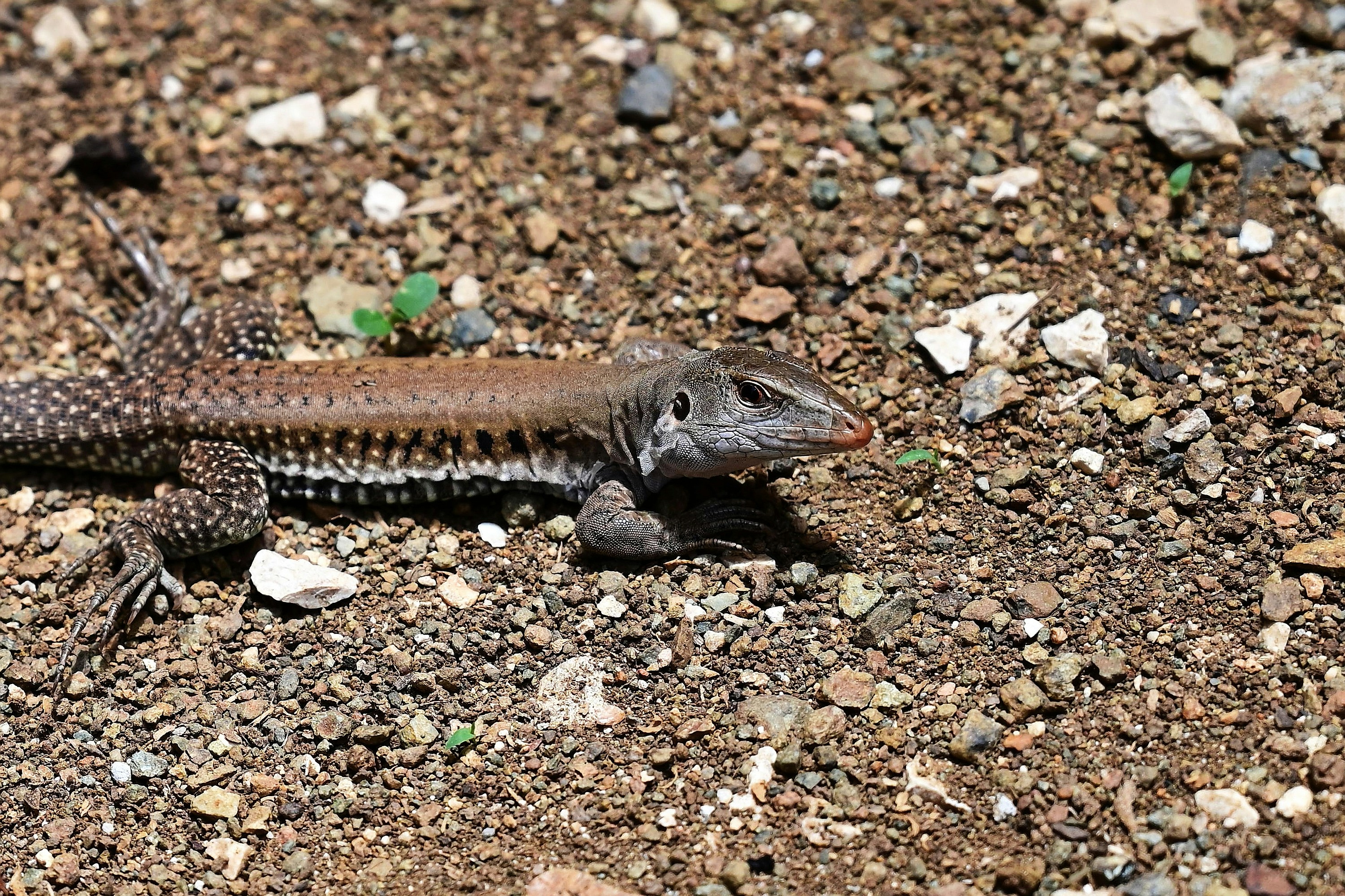 A lizard on the ground photo – Free Virgin islands Image on Unsplash