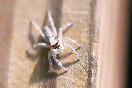 Macro Portrait of a Bold Jumping Spider on Weathered Timber