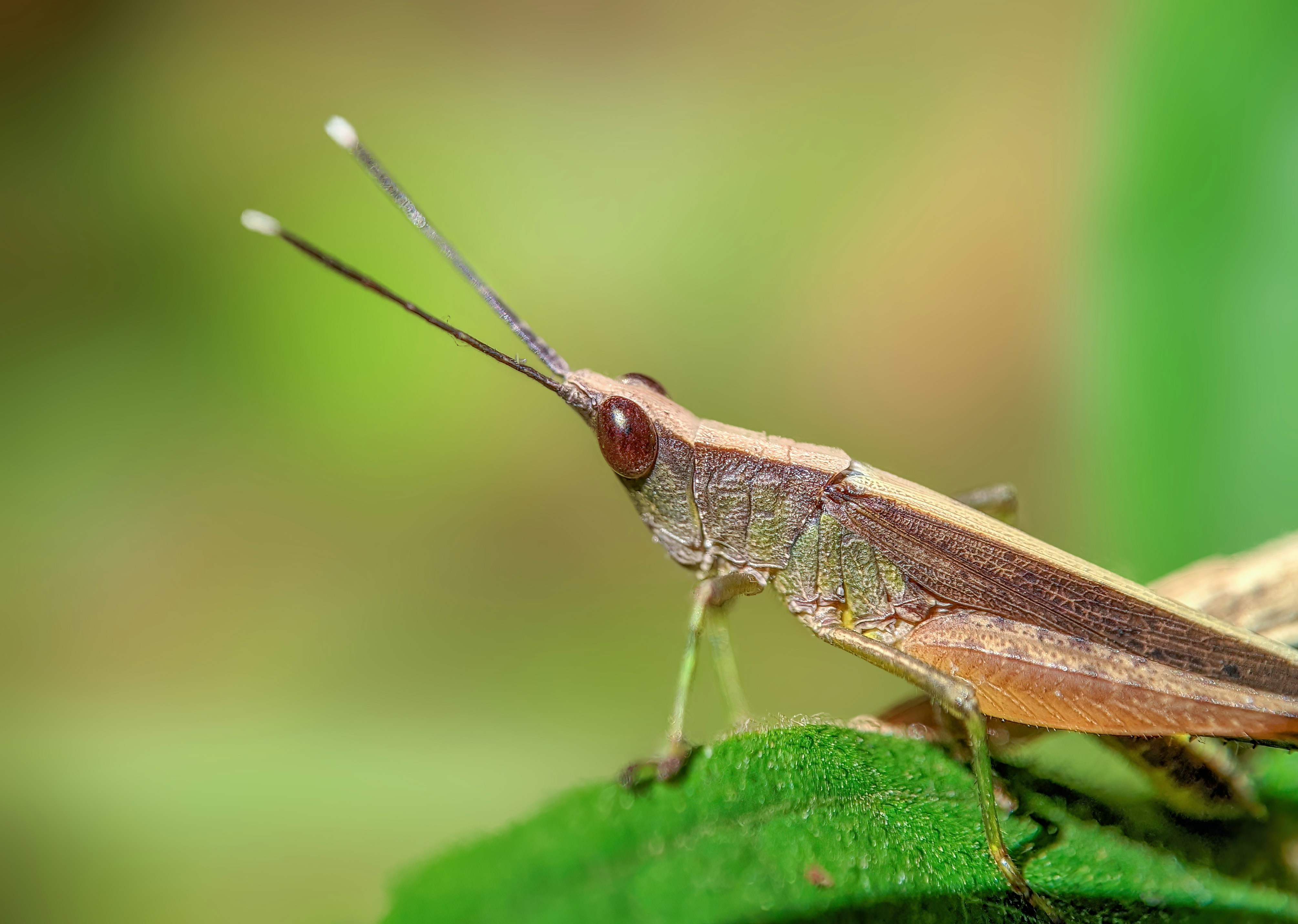 A grasshopper on a leaf photo – Free Insect Image on Unsplash