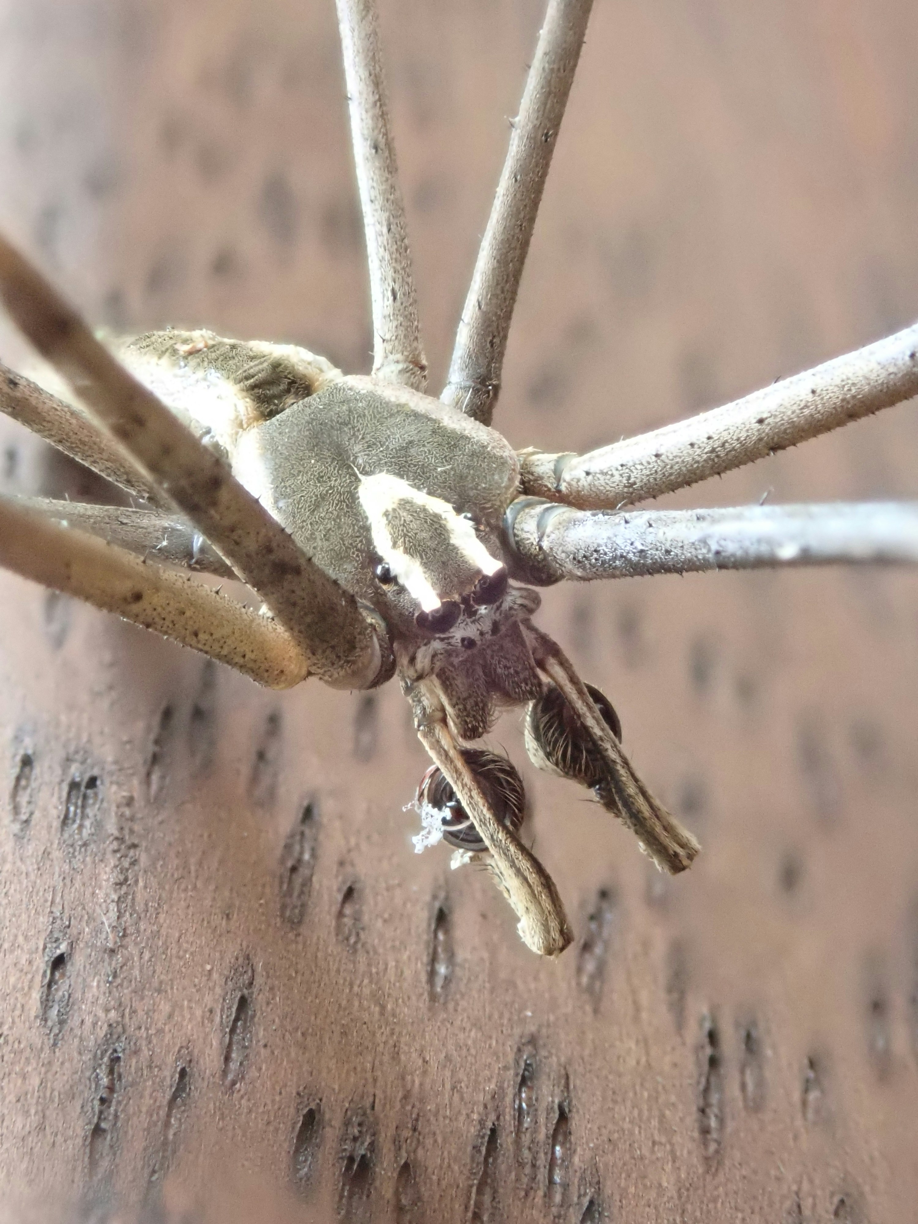Close-up of a spider showcasing its unique anatomical features, set against a textured wooden background.