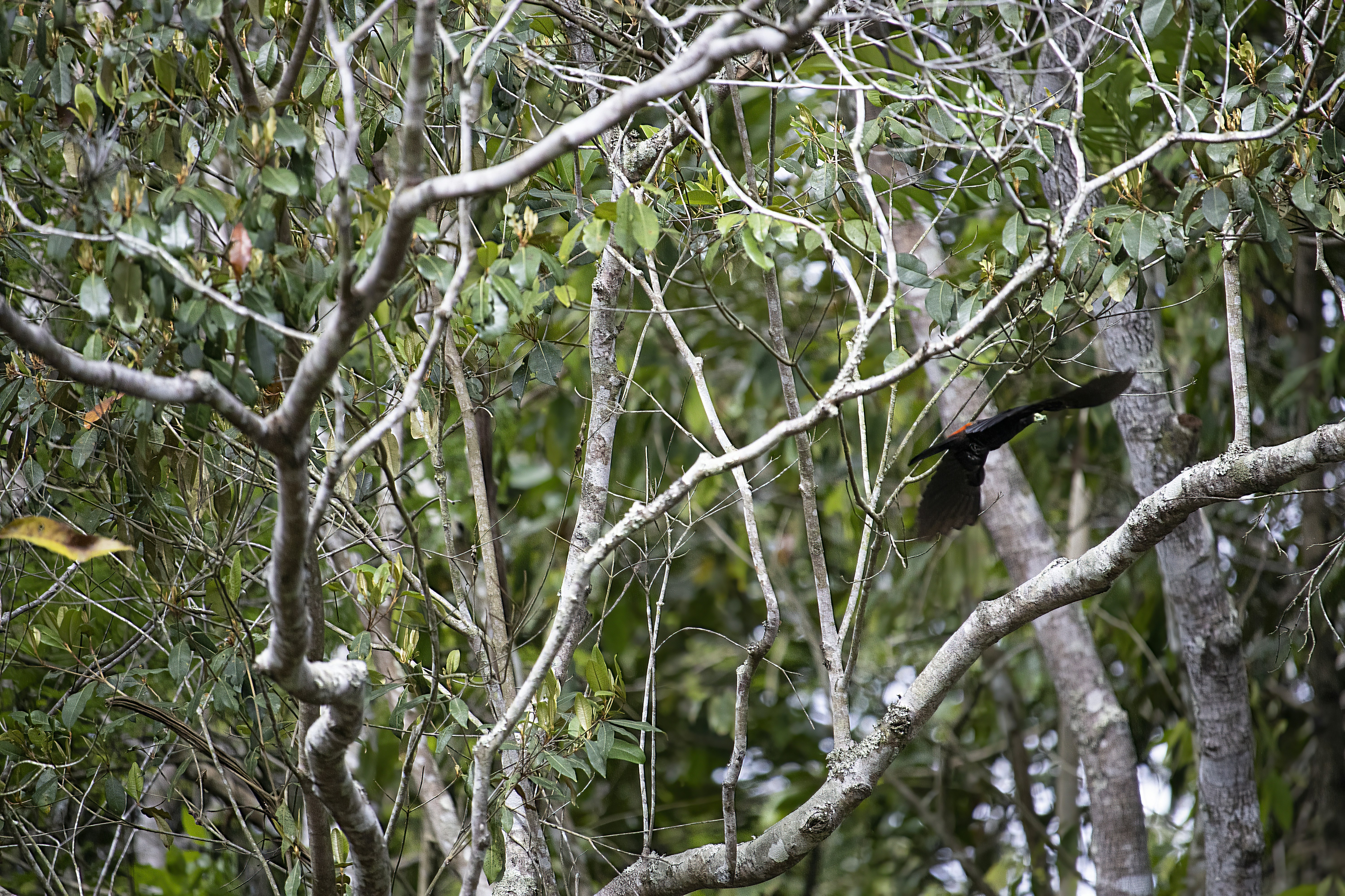 Photo by Hícaro de Castro with Canon EOS 250D