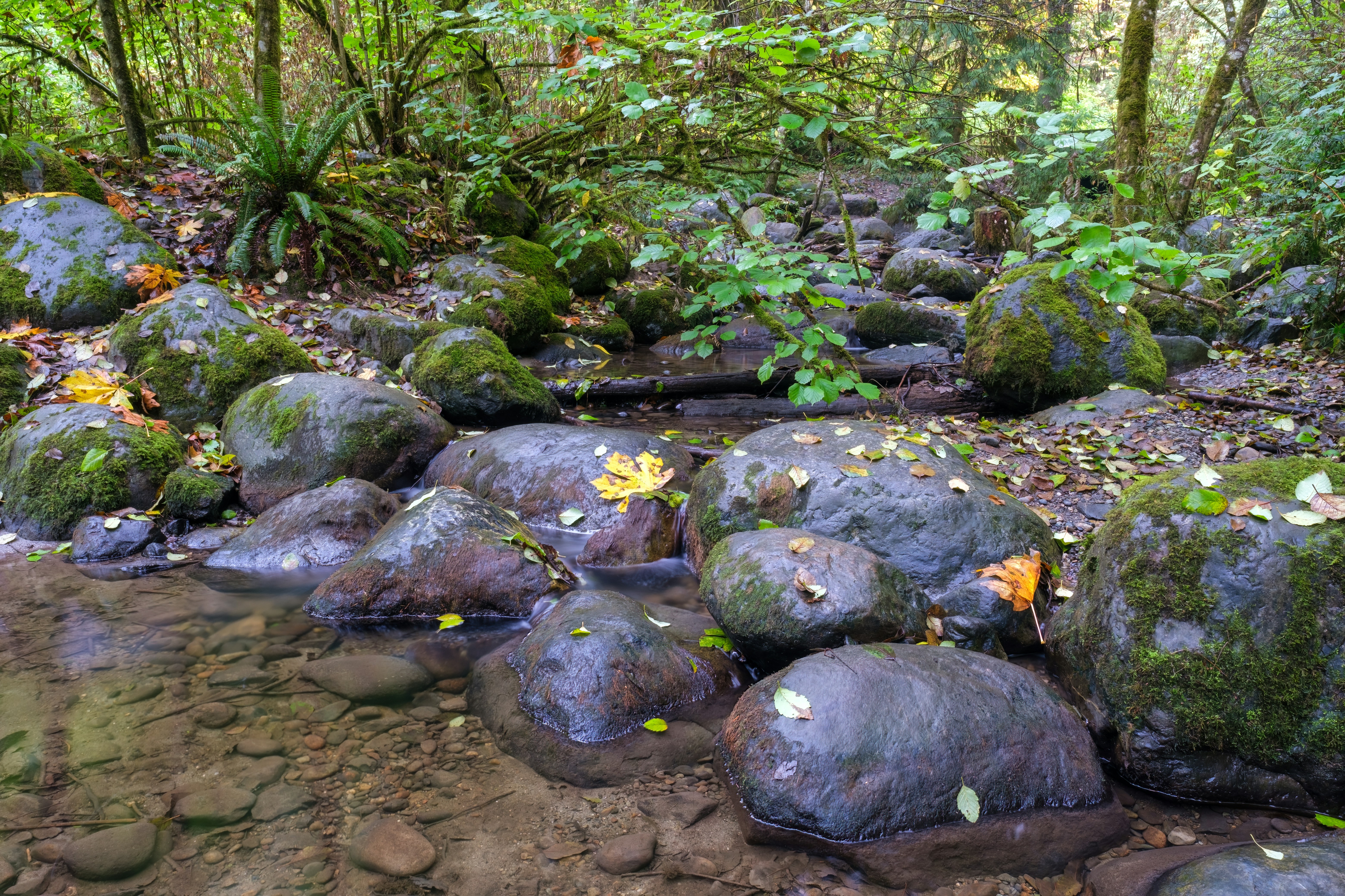 A group of rocks in a forest photo – Free Dexter avenue north Image on ...