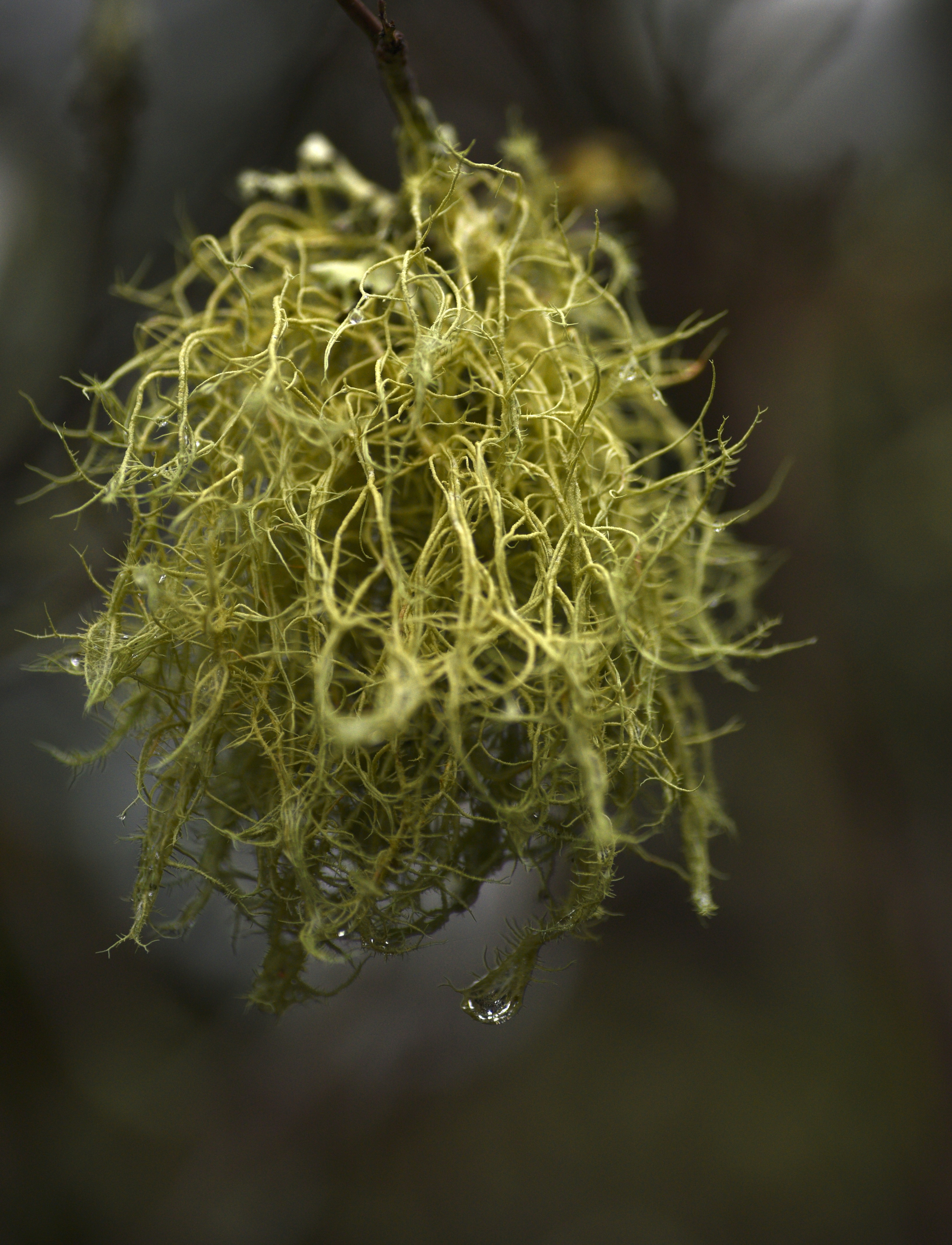 Mossy Tendrils in Soft Focus