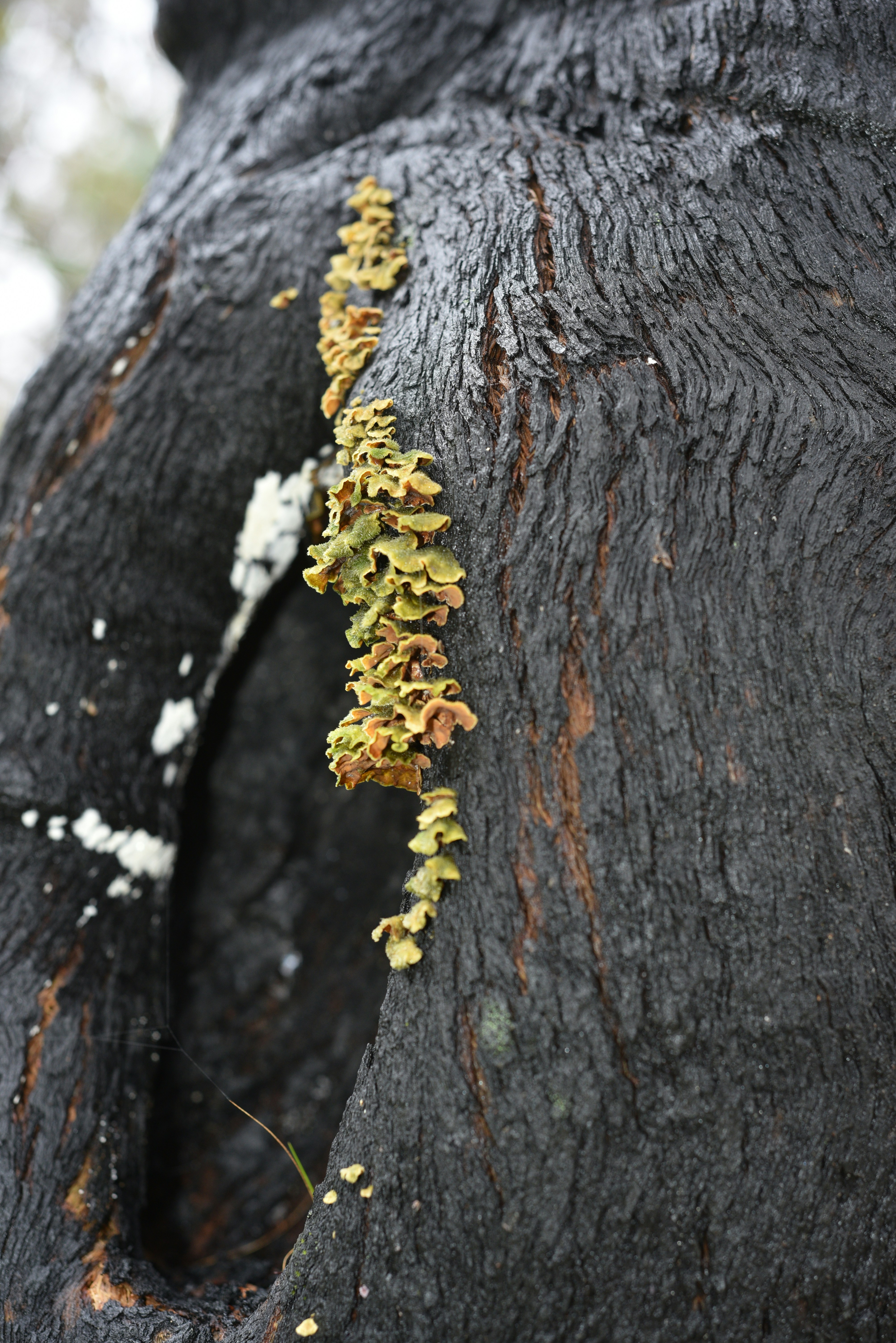 Yellow-green Lichen Ribbon on Weathered Tree Bark