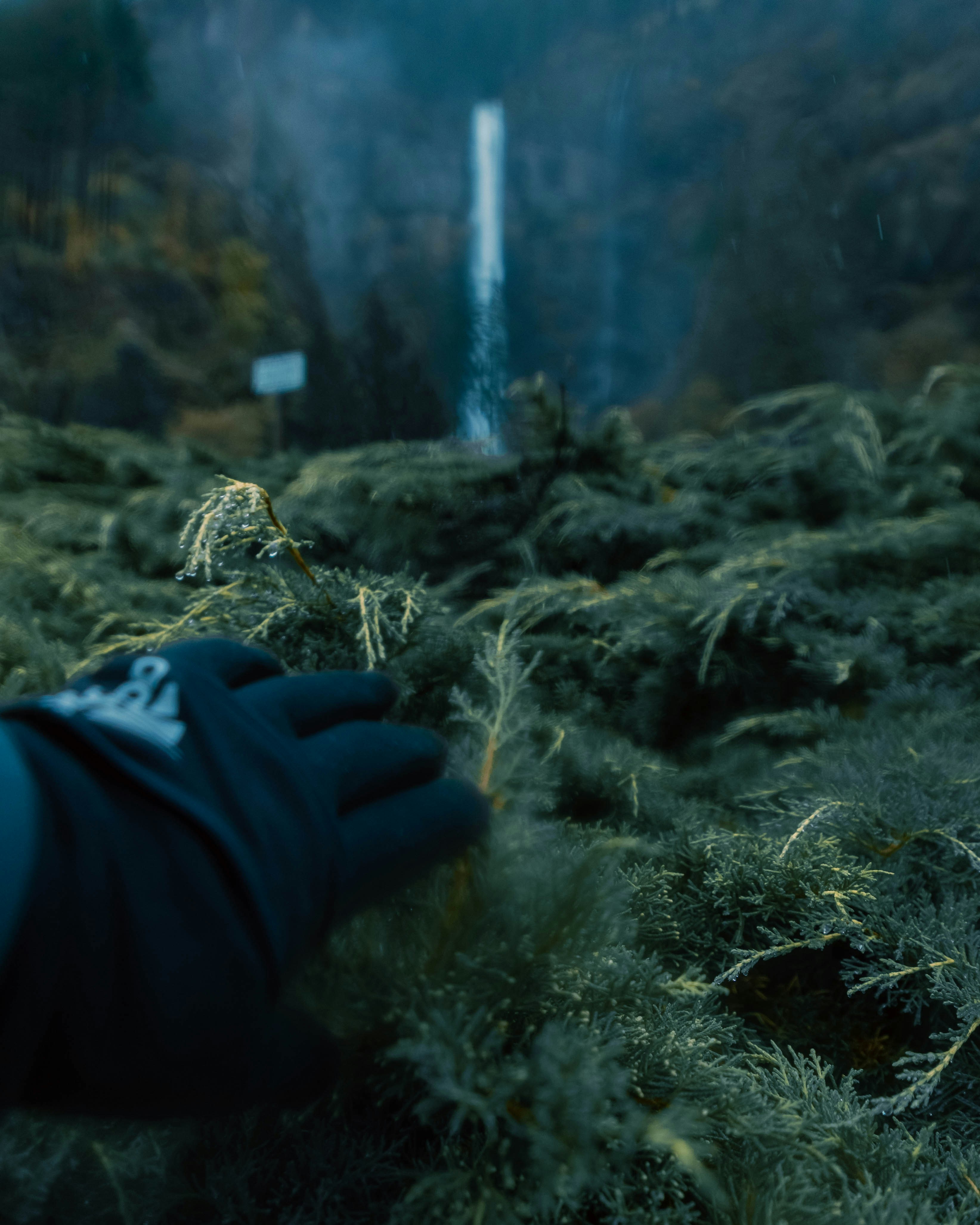 Gloved Hand Reaches Through Ferns Toward a Distant Cascade