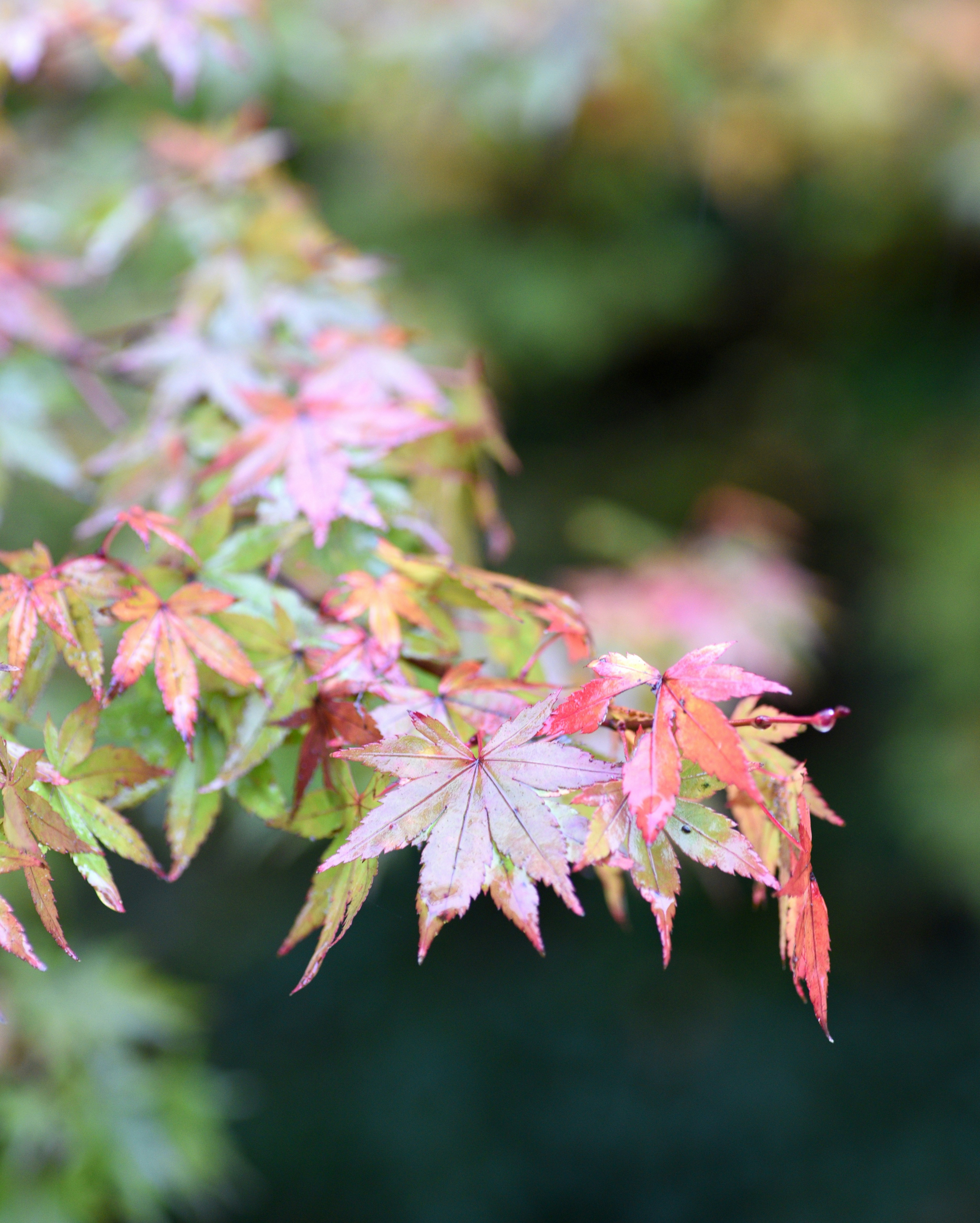 a close up of some leaves