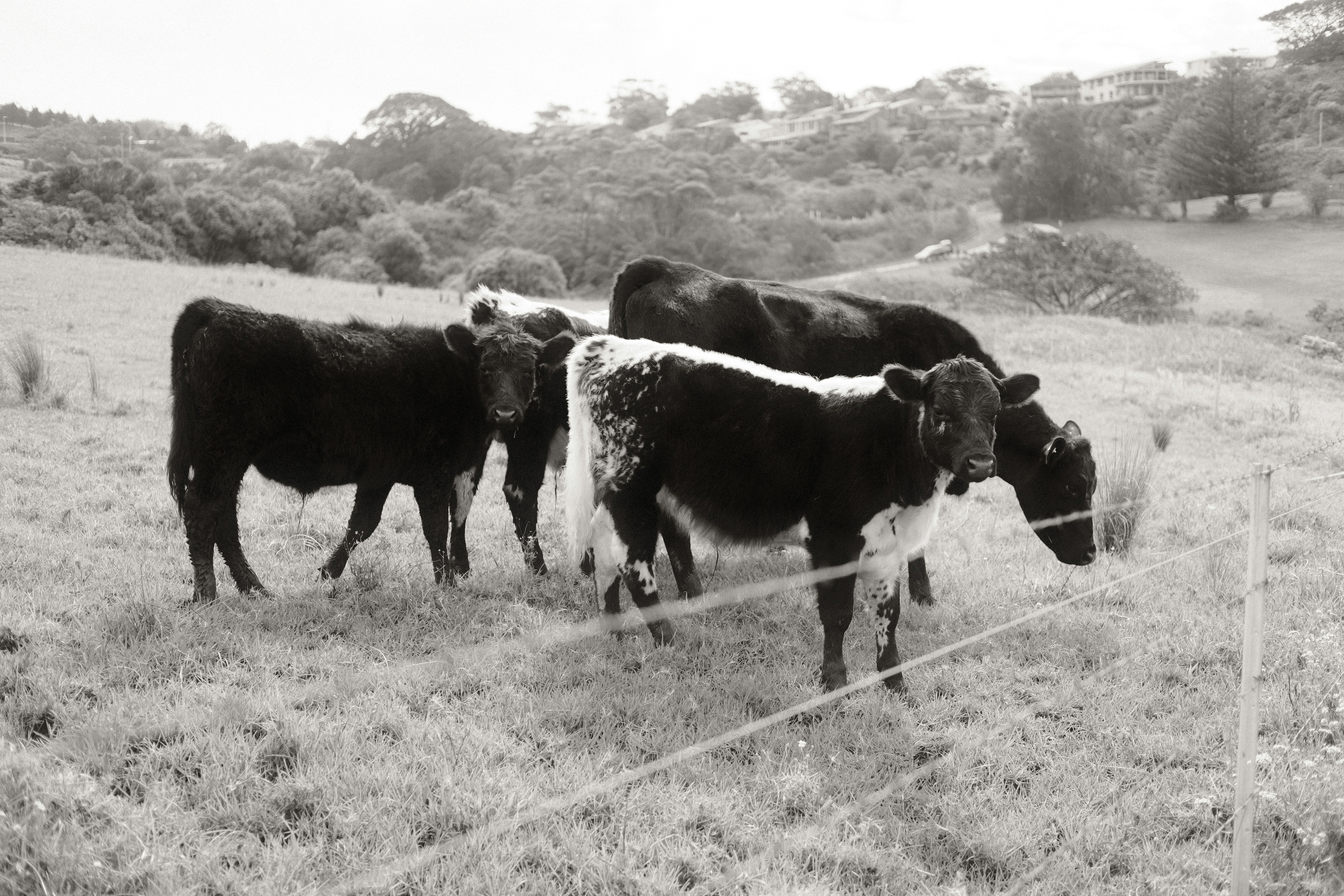 Fence-Line Reverie: A Black-and-White Herd in a Rolling Meadow