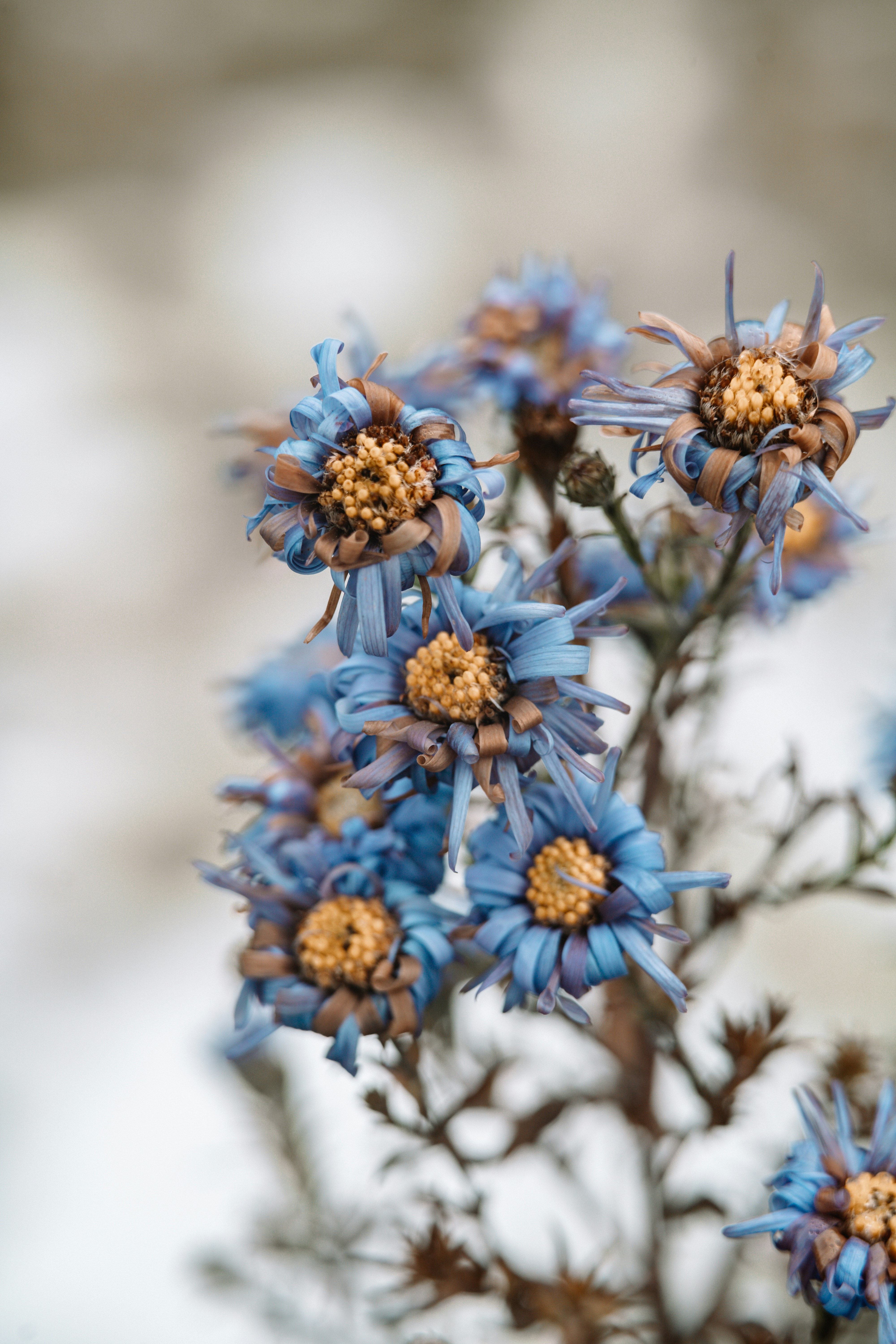 Blue Crown: Close-Up of Withered Aster-Like Blooms in Soft Focus