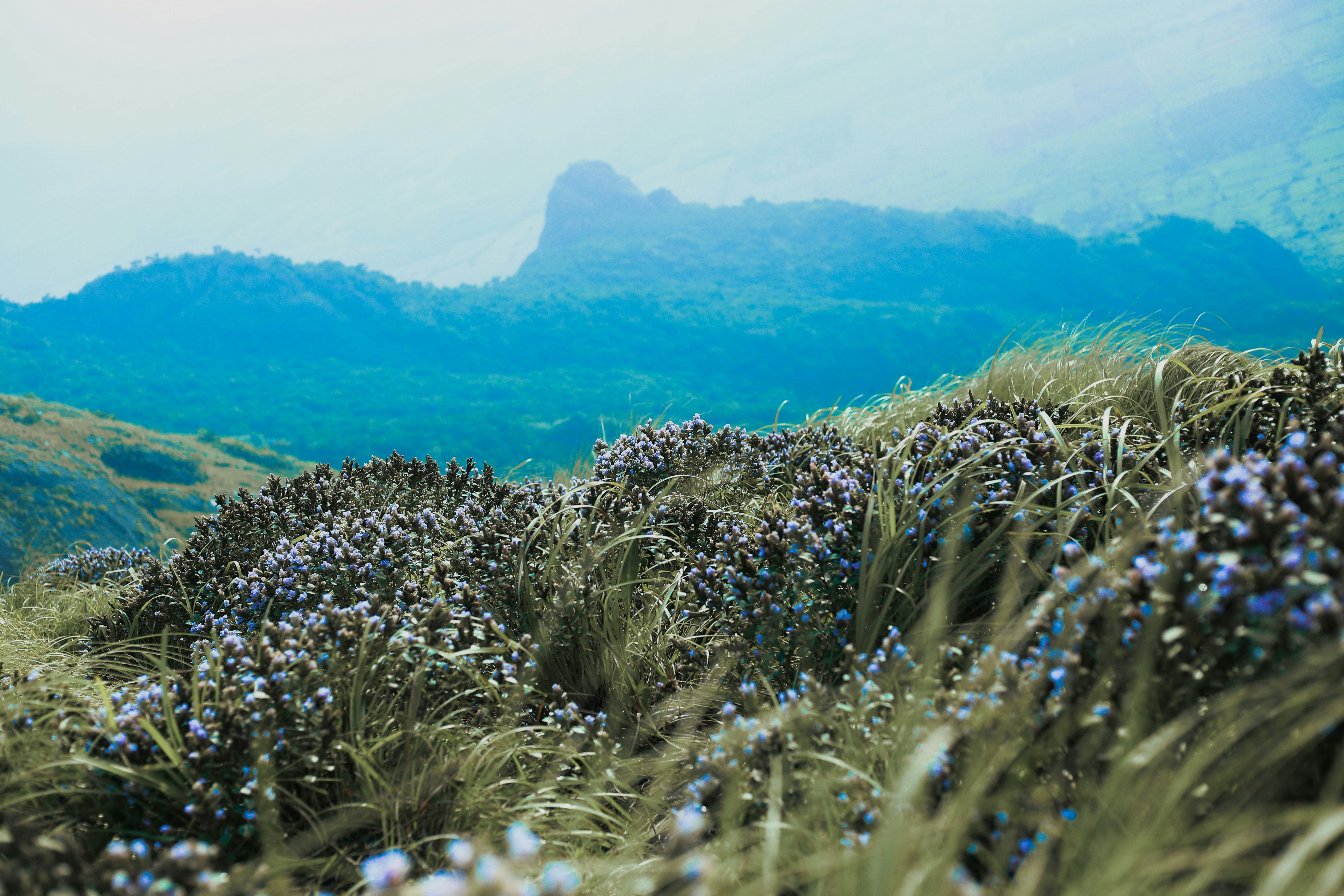 Un champ de fleurs avec des montagnes en arrière-plan photo – Photo ...