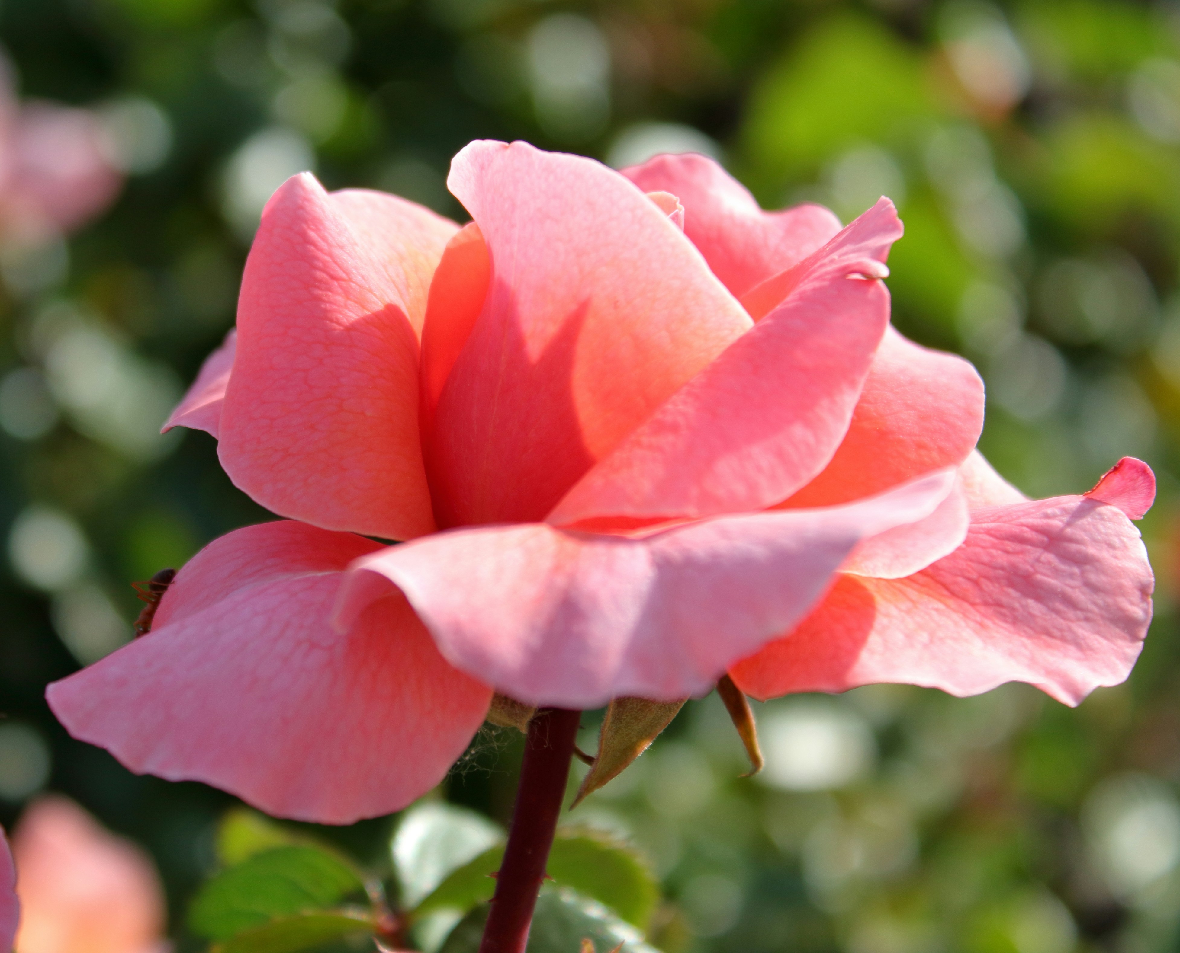 Pink Rose in Soft Focus Garden Spotlight
