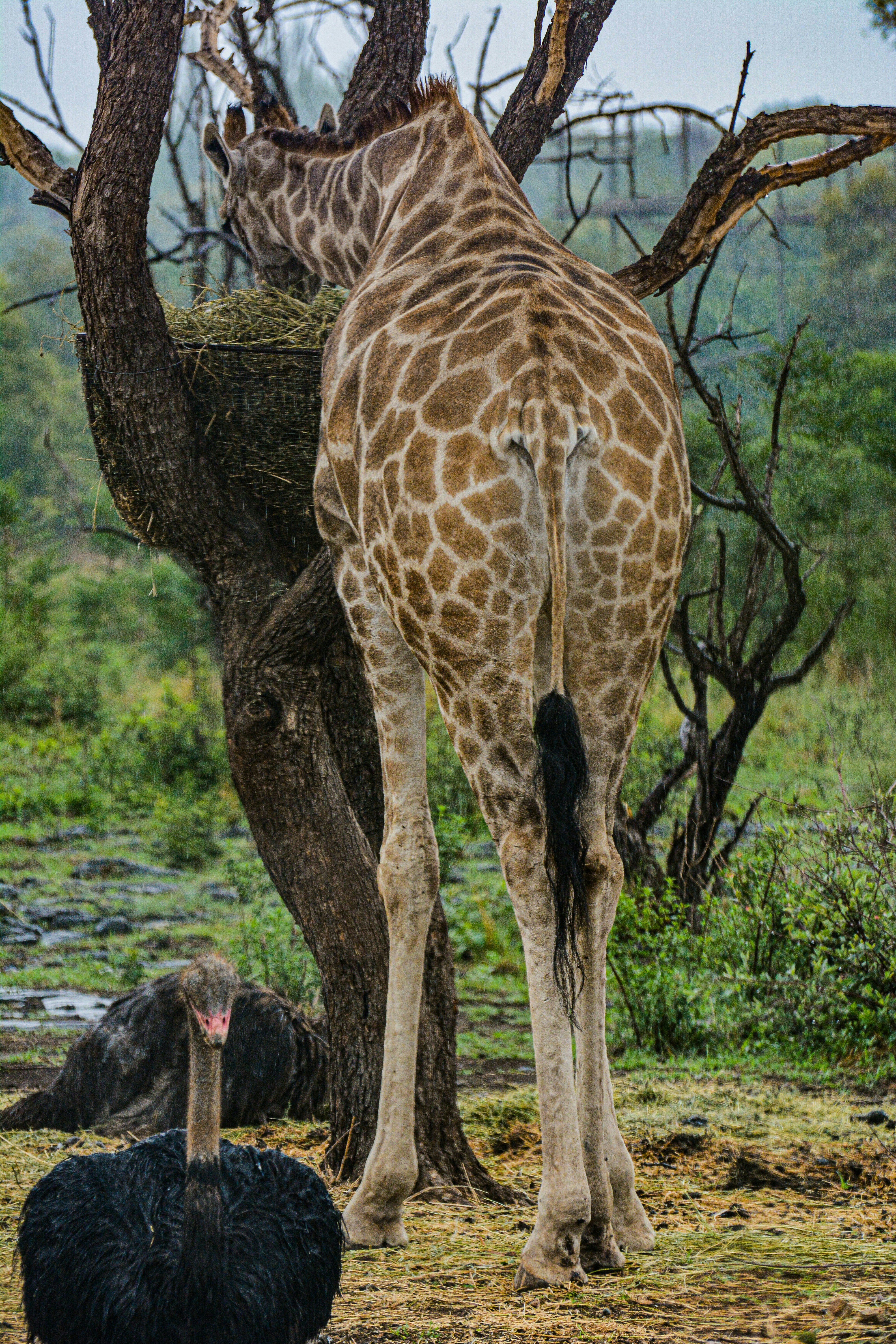 Giraffe