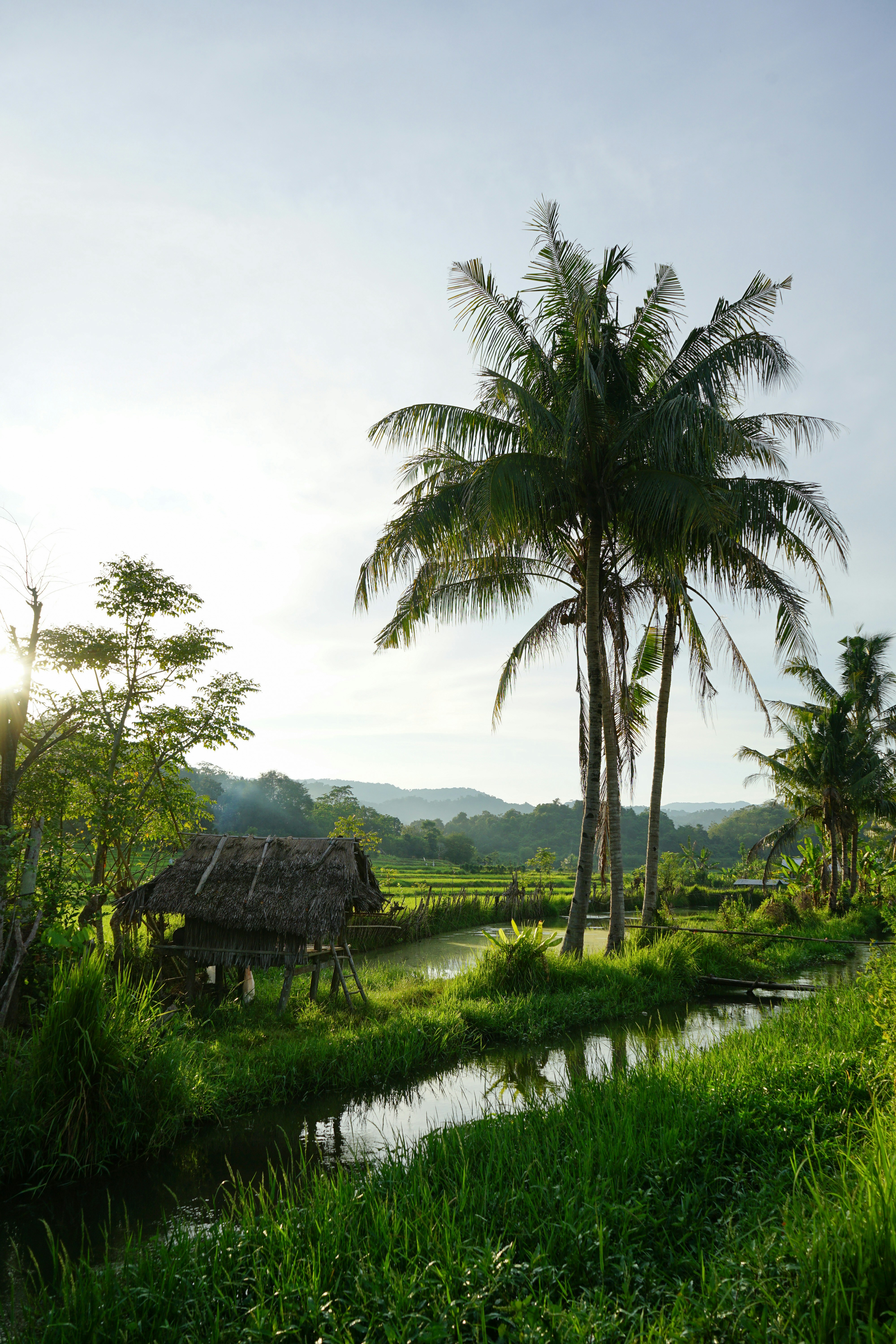 Pagi di Tepi Sawah | a hut in a swamp