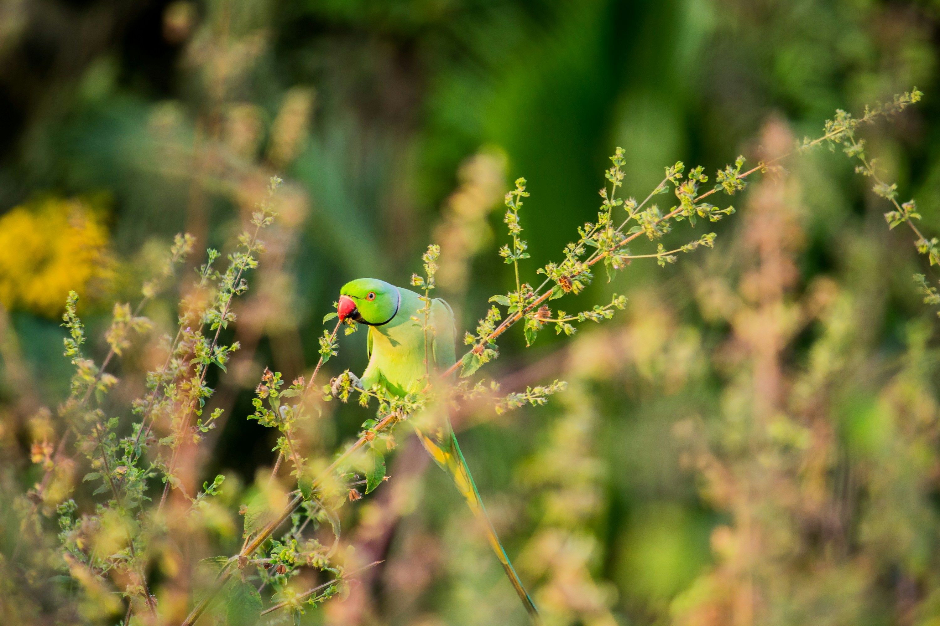 a bird on a branch