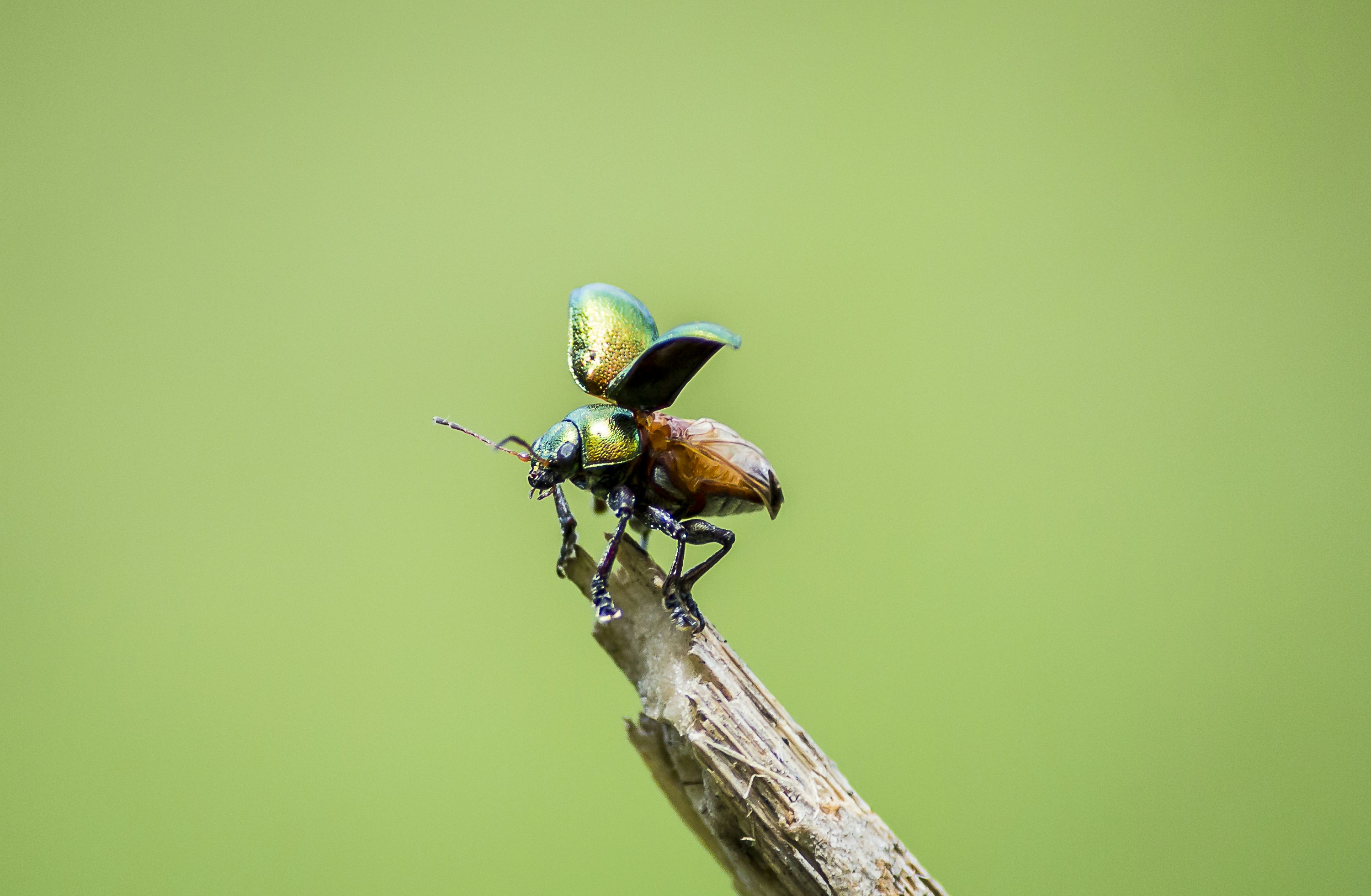 Un bug sur une branche photo – Photo gratuite sur Unsplash