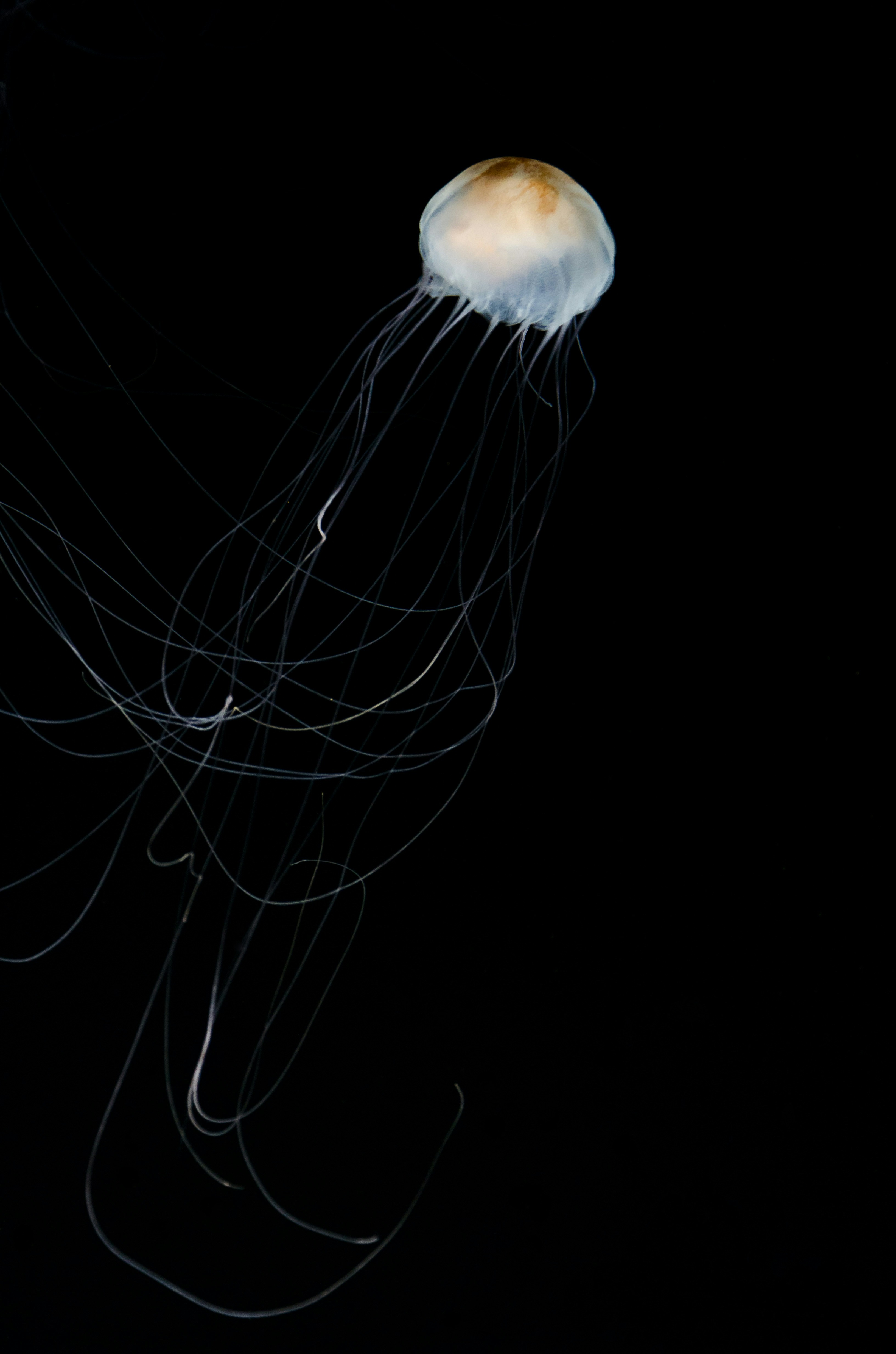 a jellyfish in the dark
