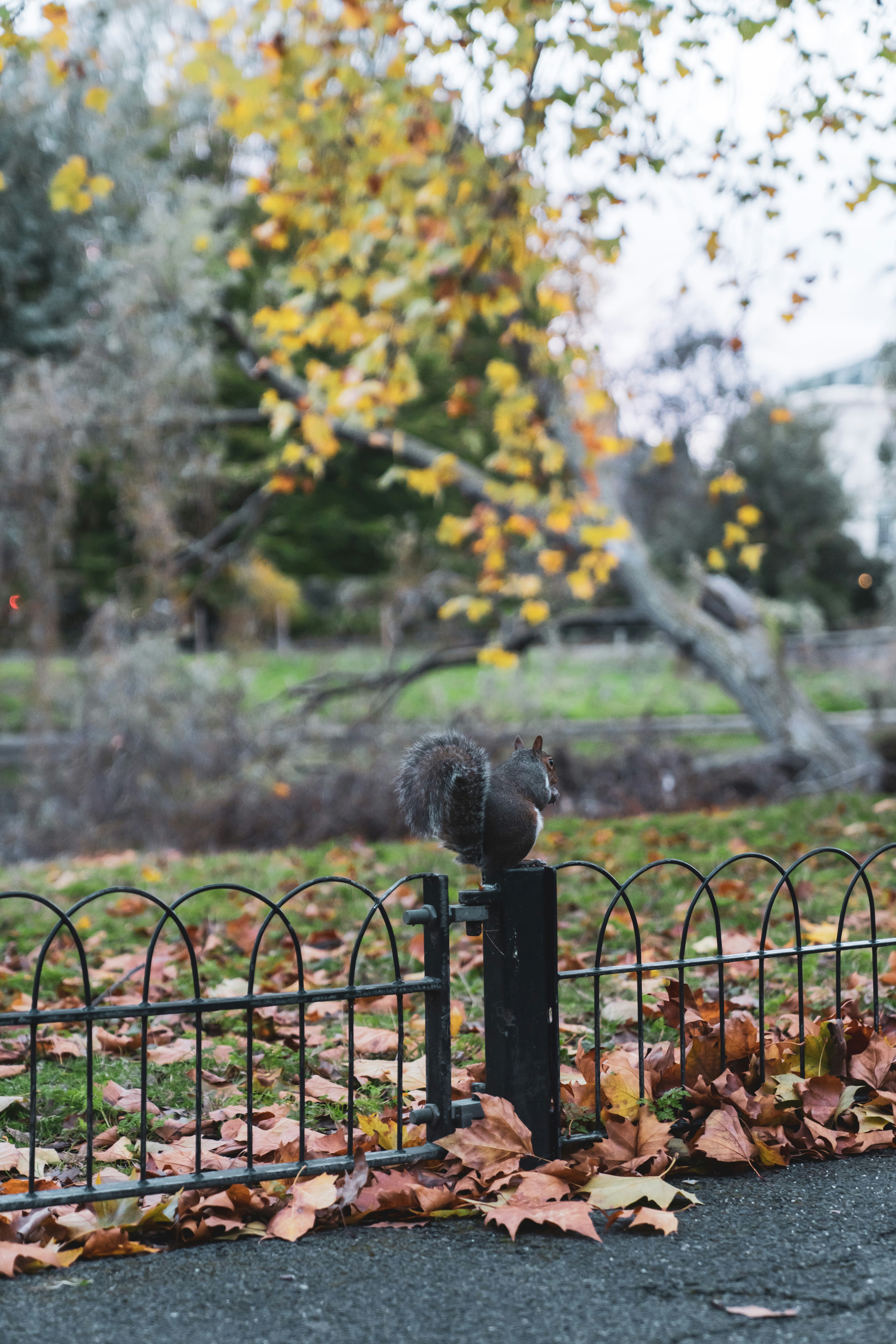 Squirrel on a Fence Post Among Autumn Leaves