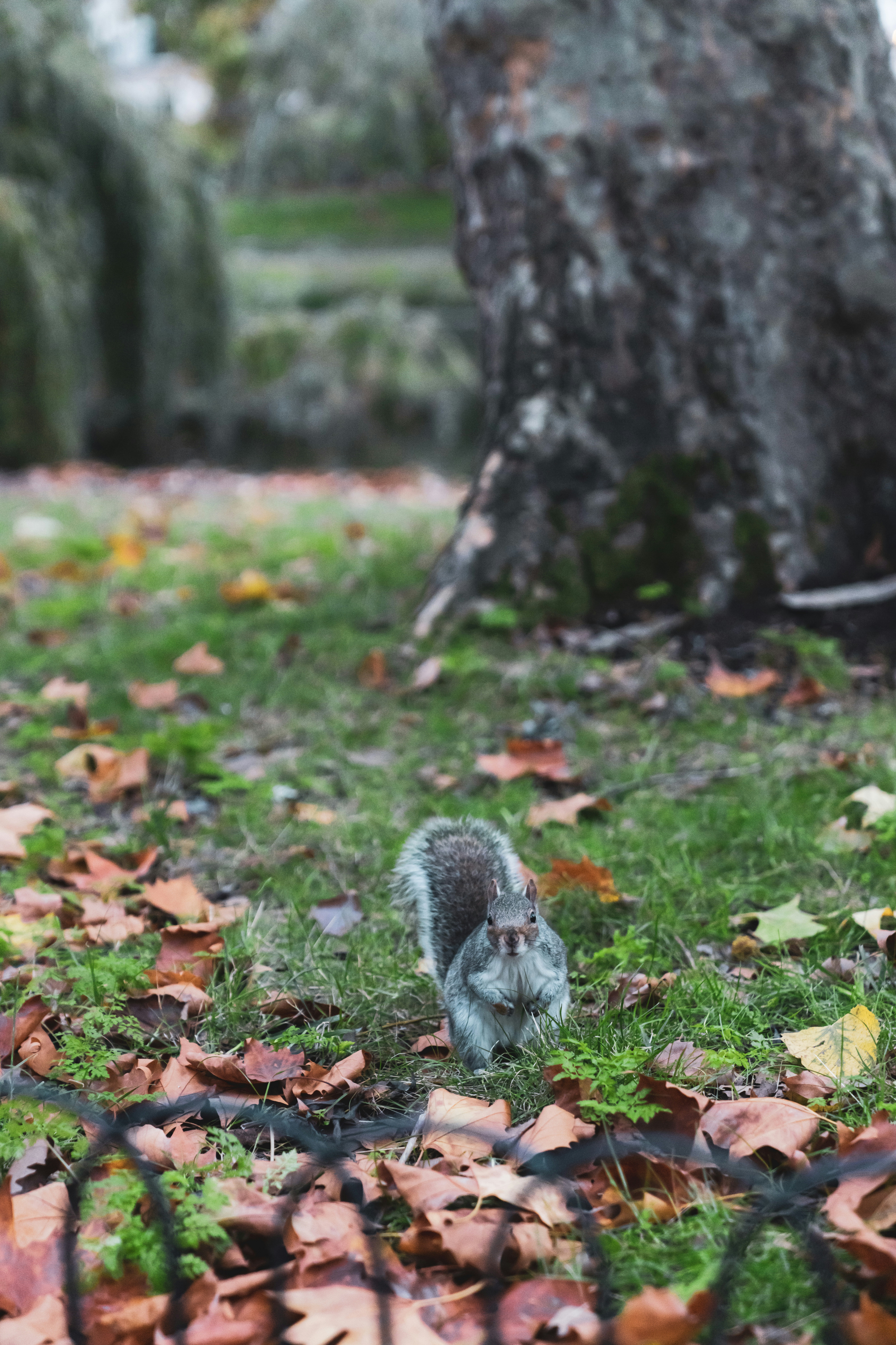 a squirrel standing on grass by a tree