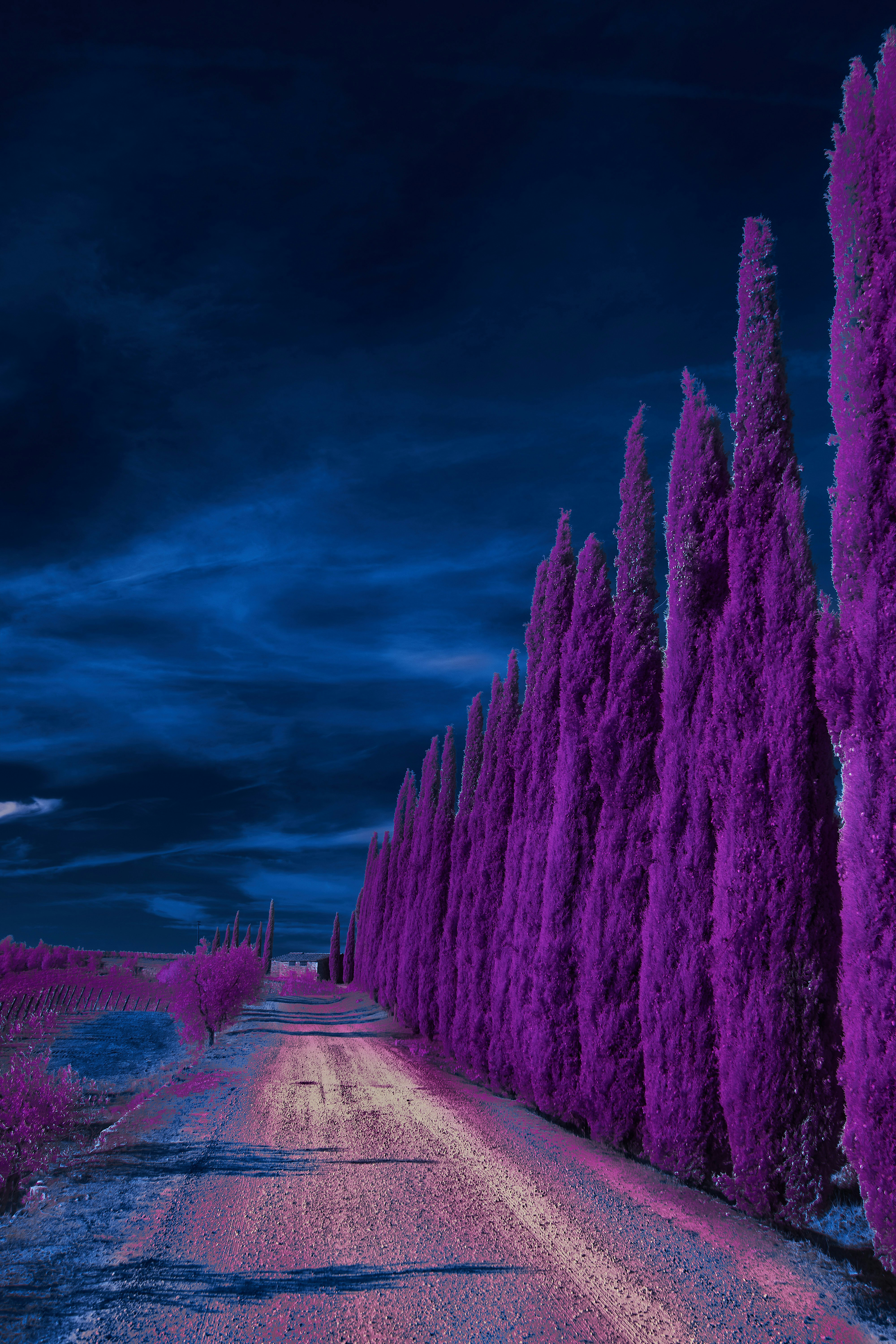 Photo by Wolfgang Hasselmann with Sony Alpha 7 II