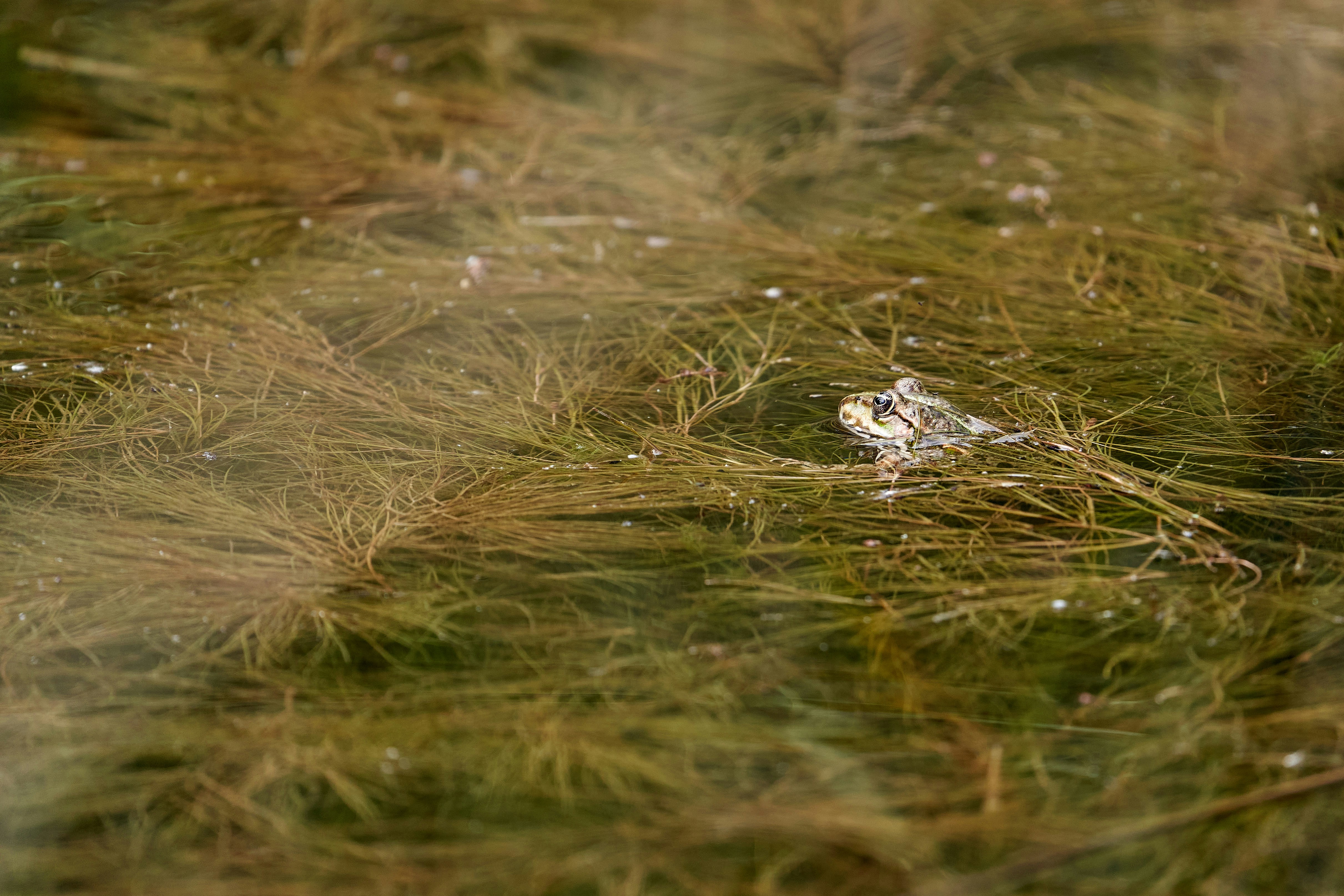 Glassy Depth: A Frog's Look Through Floating Aquatic Grass