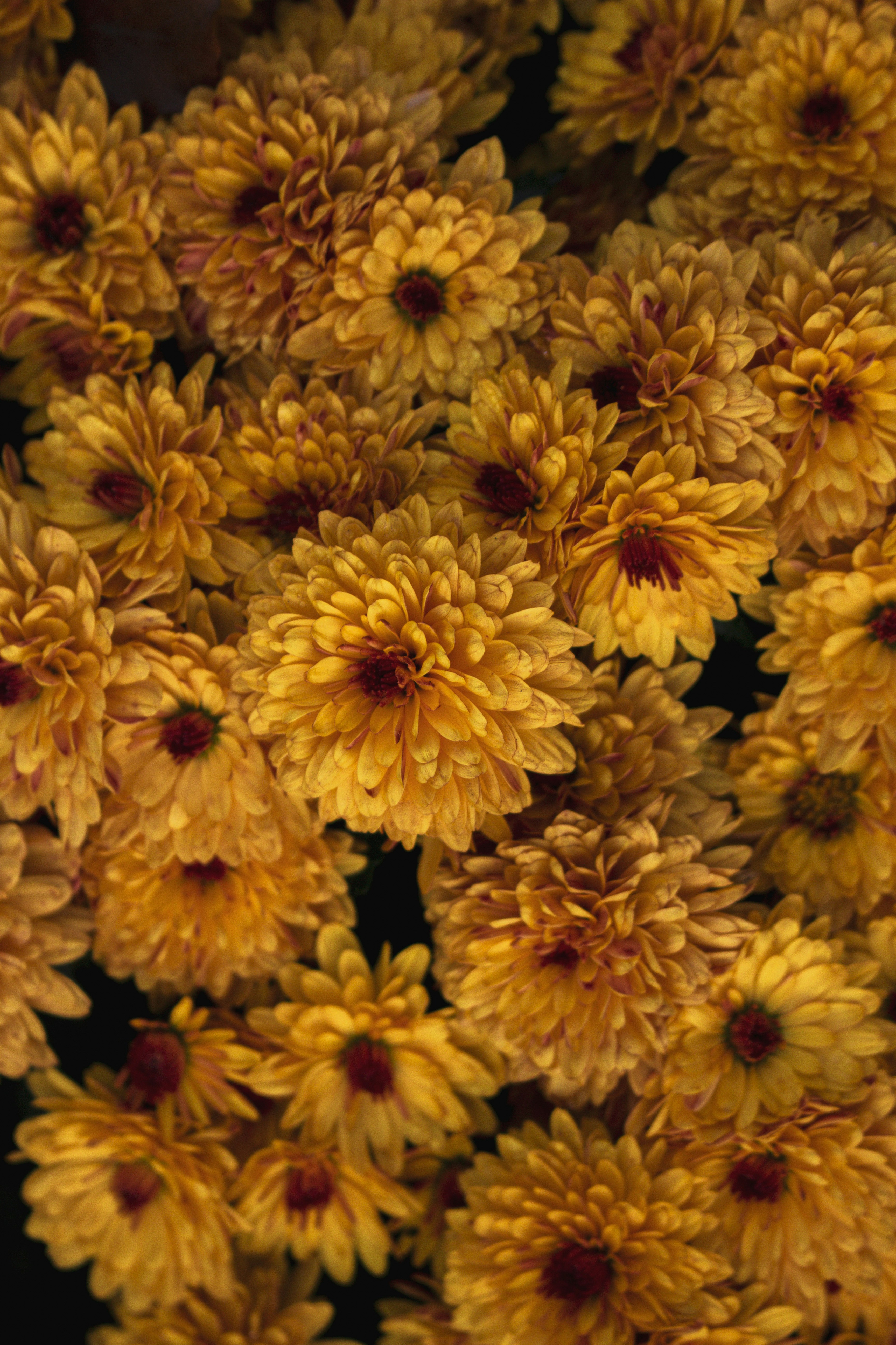 Golden Chrysanthemums: A Sea of Velvet Petals