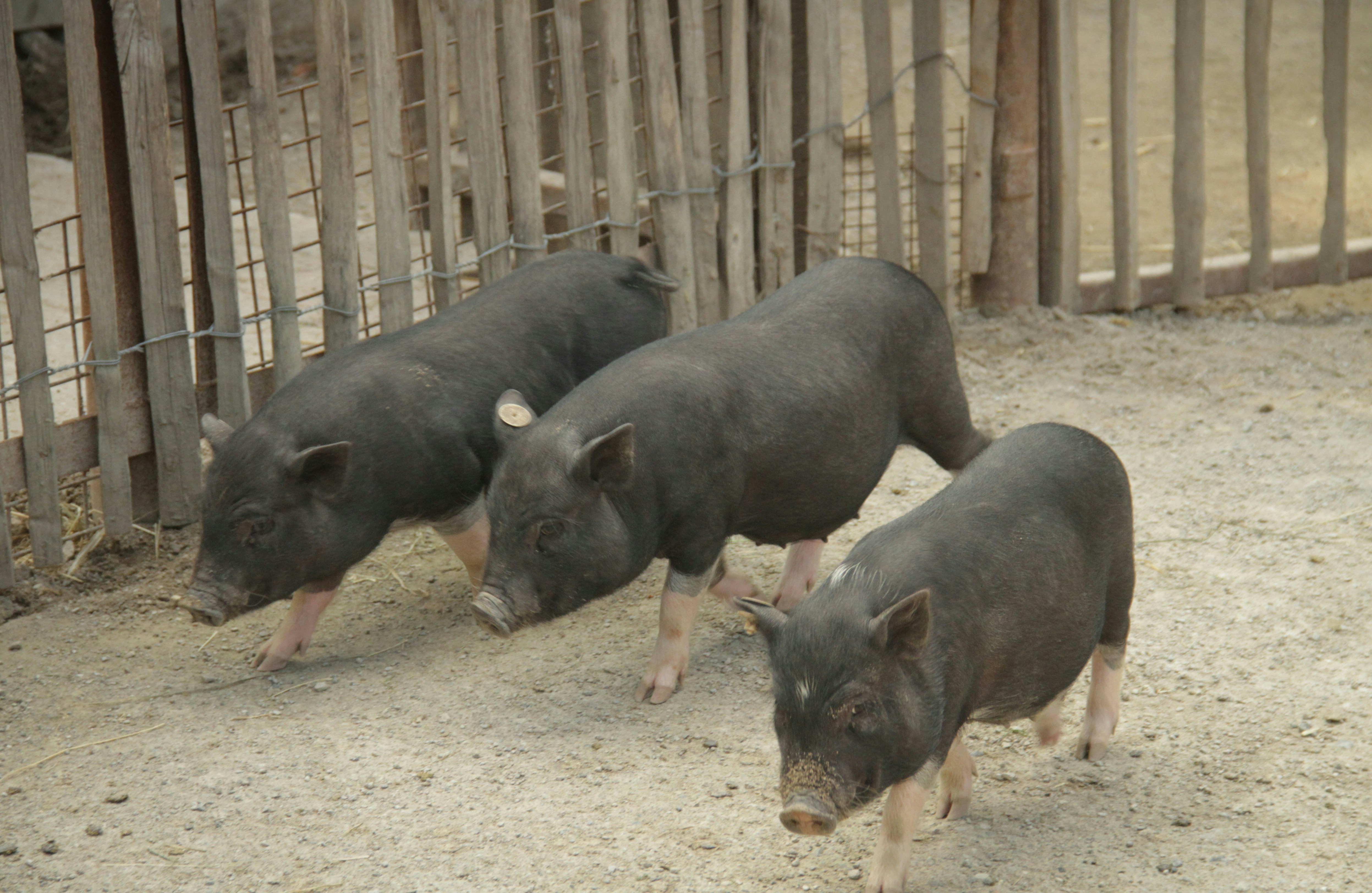 A group of pigs in a pen photo – Free Hintergrund Image on Unsplash