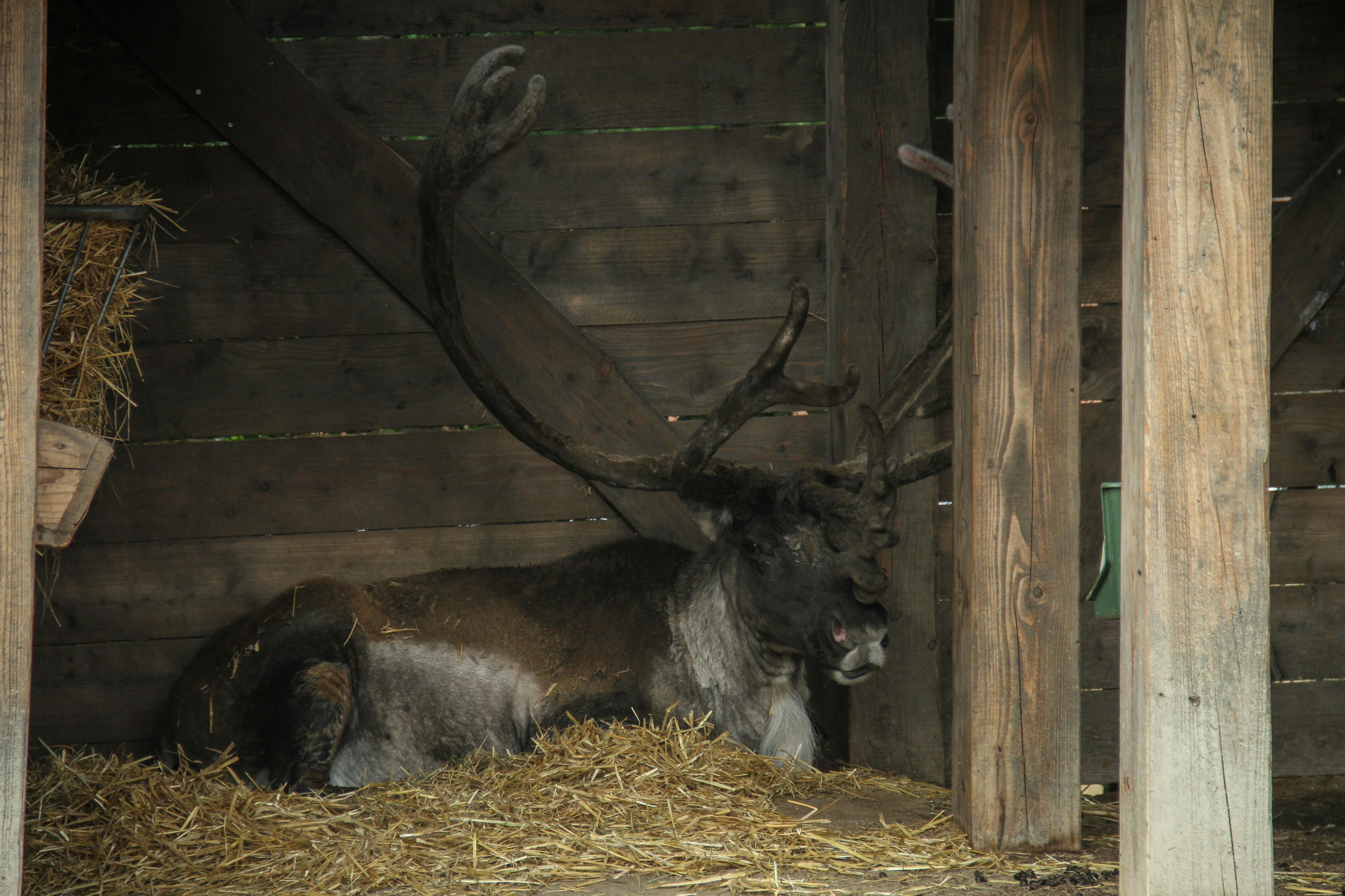 A couple of moose lying in a barn photo – Free Zoo Image on Unsplash