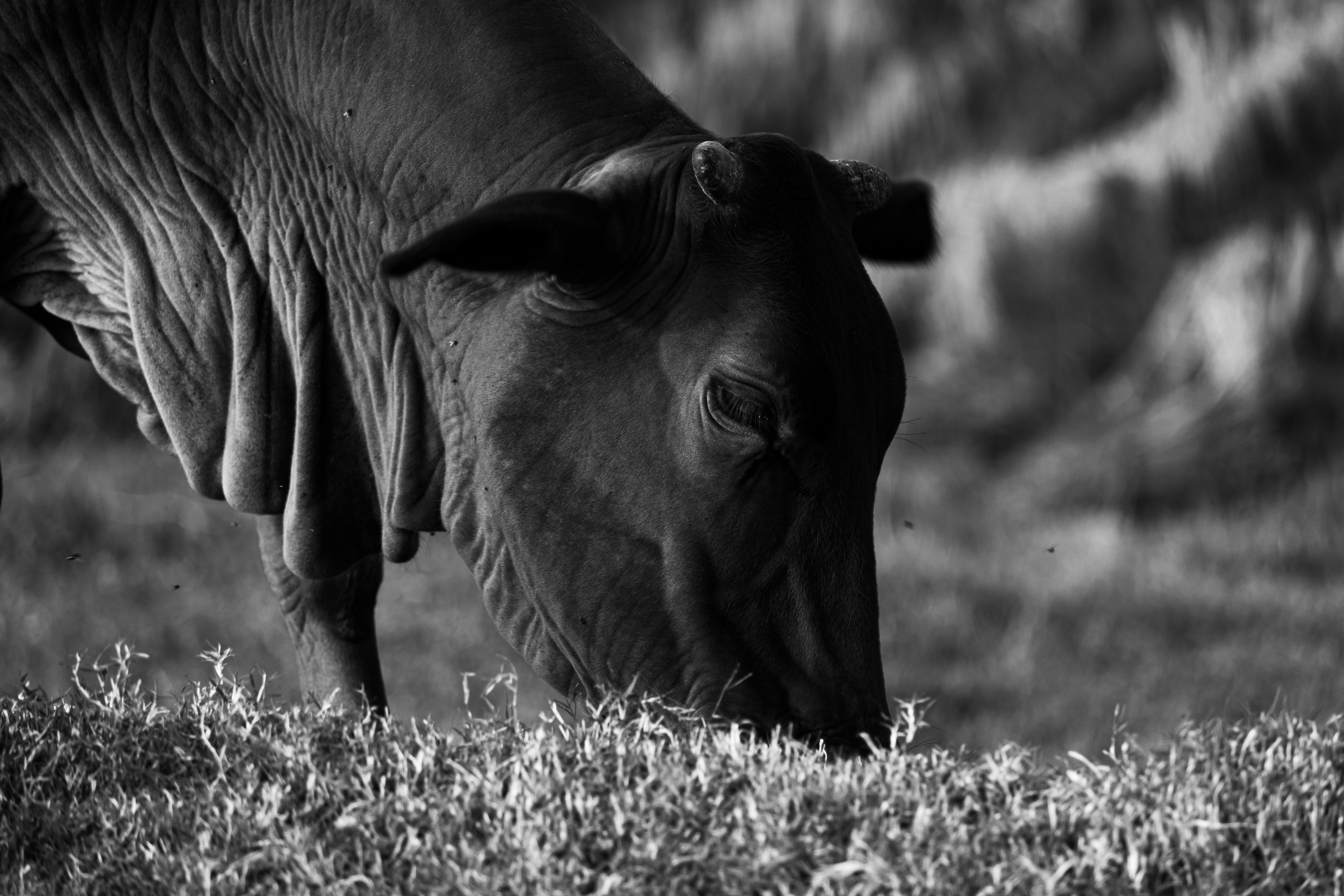 a close-up of a rhinoceros