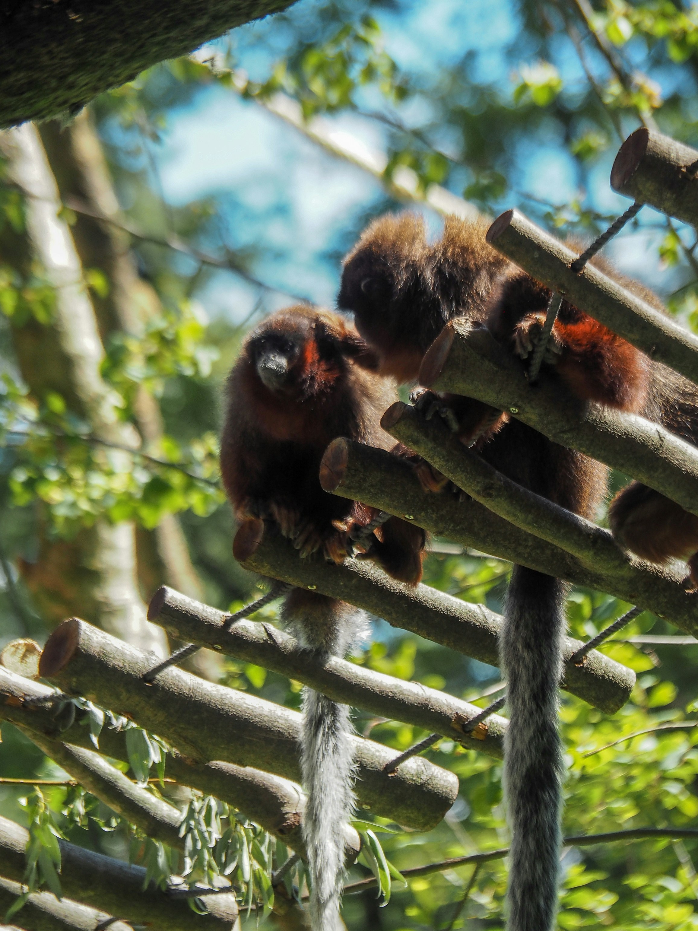 Two monkeys engaging in a tender moment atop wooden branches, surrounded by lush greenery.