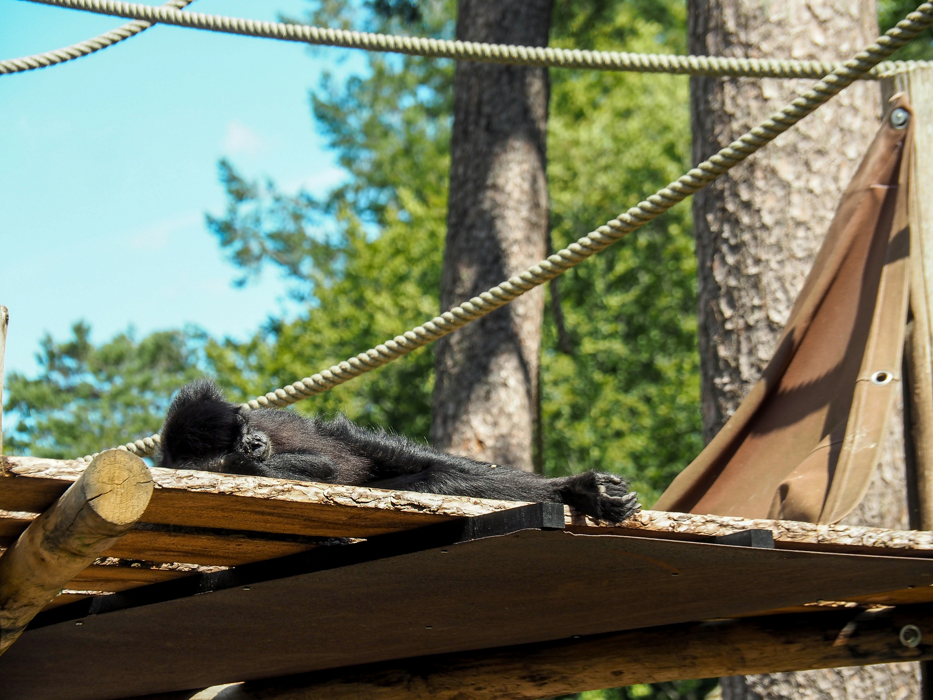 Laid-Back Sapling Sentinel on a Wooden Deck