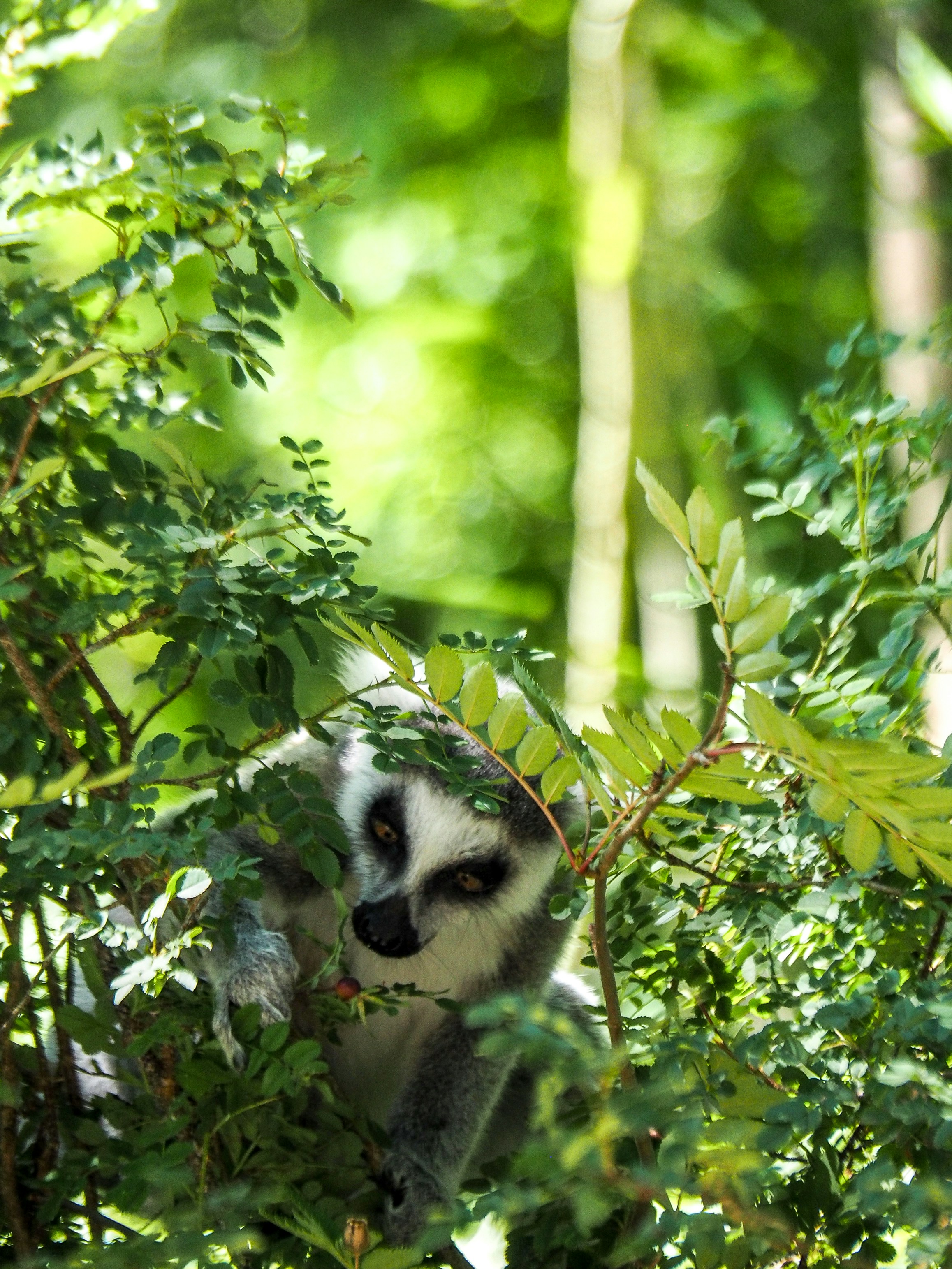 A playful lemur peeks through lush foliage, its expressive face framed by vibrant leaves. The scene captures the essence of wildlife in a natural habitat.