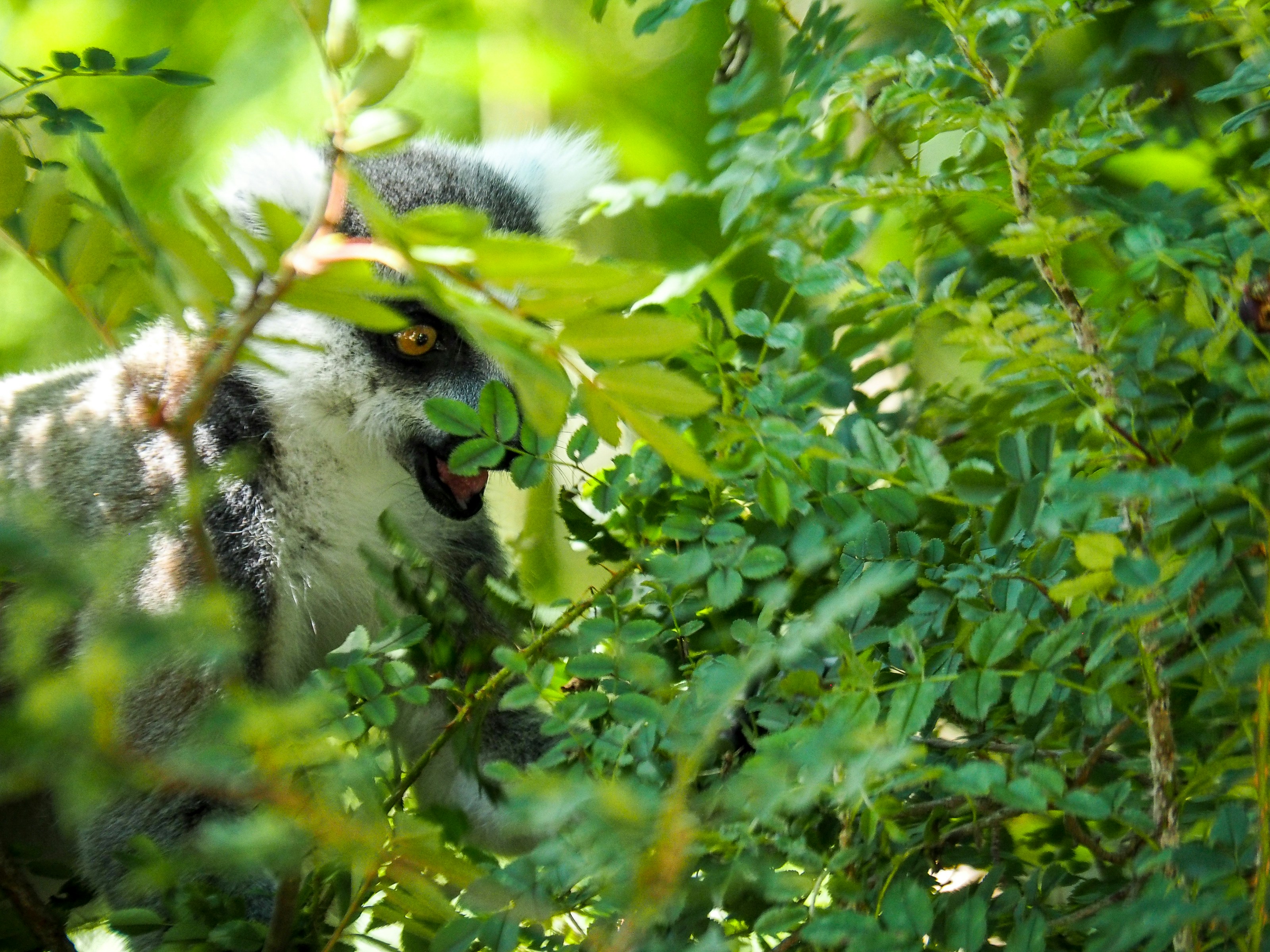 Lemur partially hidden behind lush green foliage in a sunlit forest.