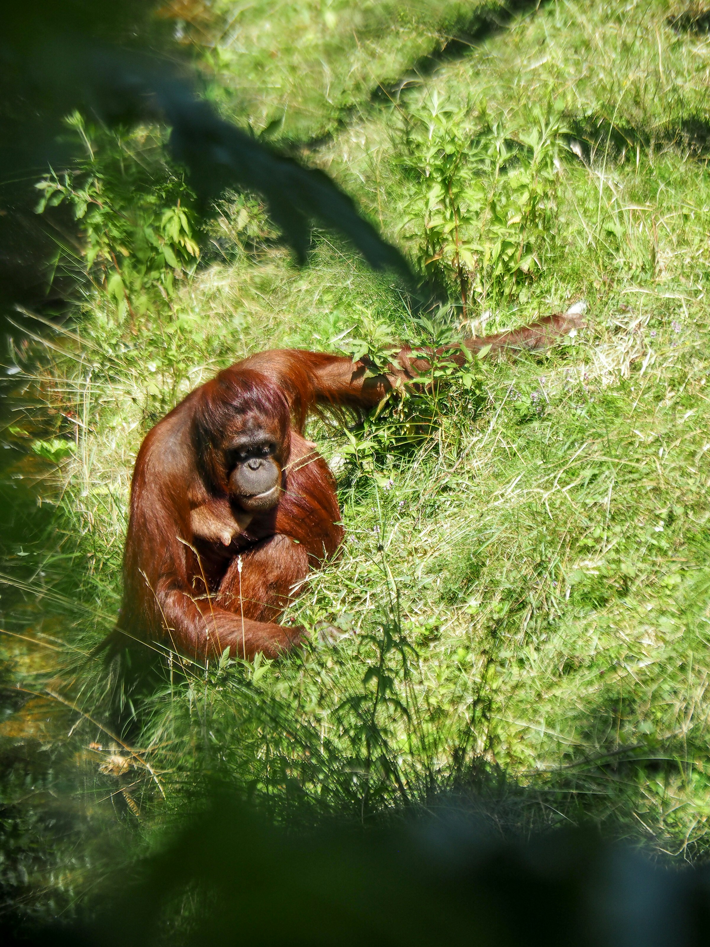Orangutan resting amidst lush greenery, showcasing its natural habitat and serene demeanor.