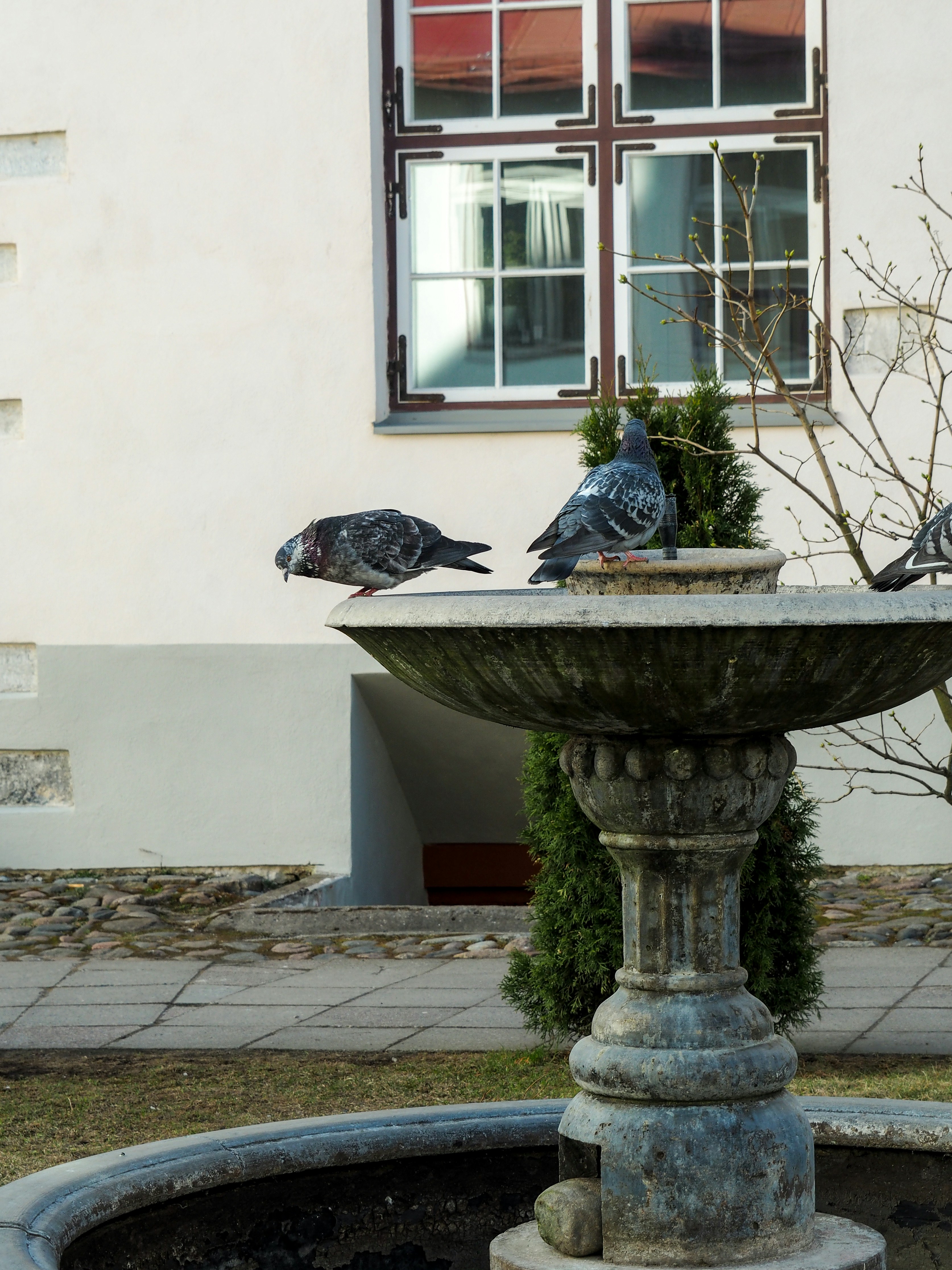Two Pigeons Perched on a Weathered Fountain in a Quiet Courtyard
