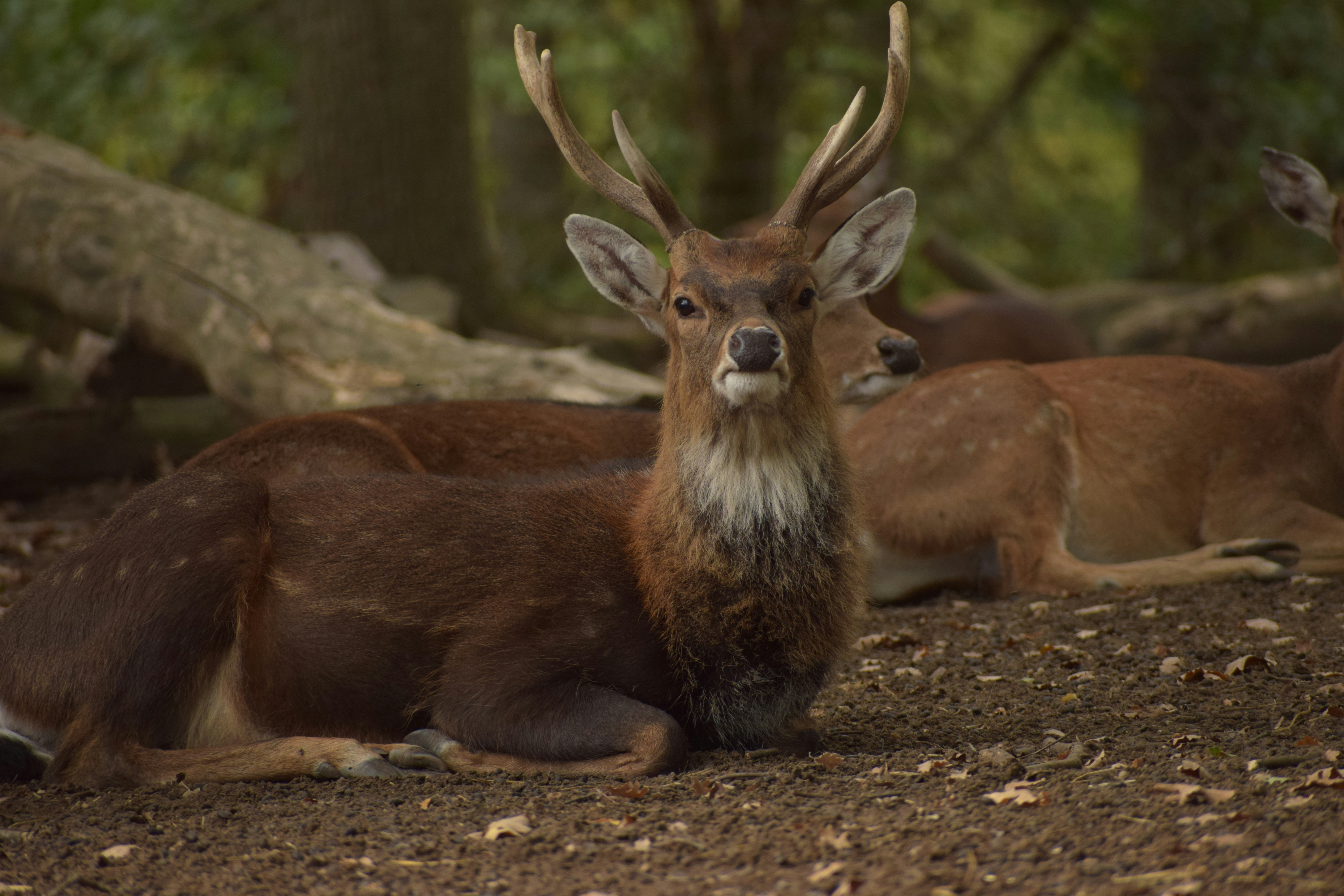 Center Stage in Dappled Shade: Velvet-Antlered Deer Repose