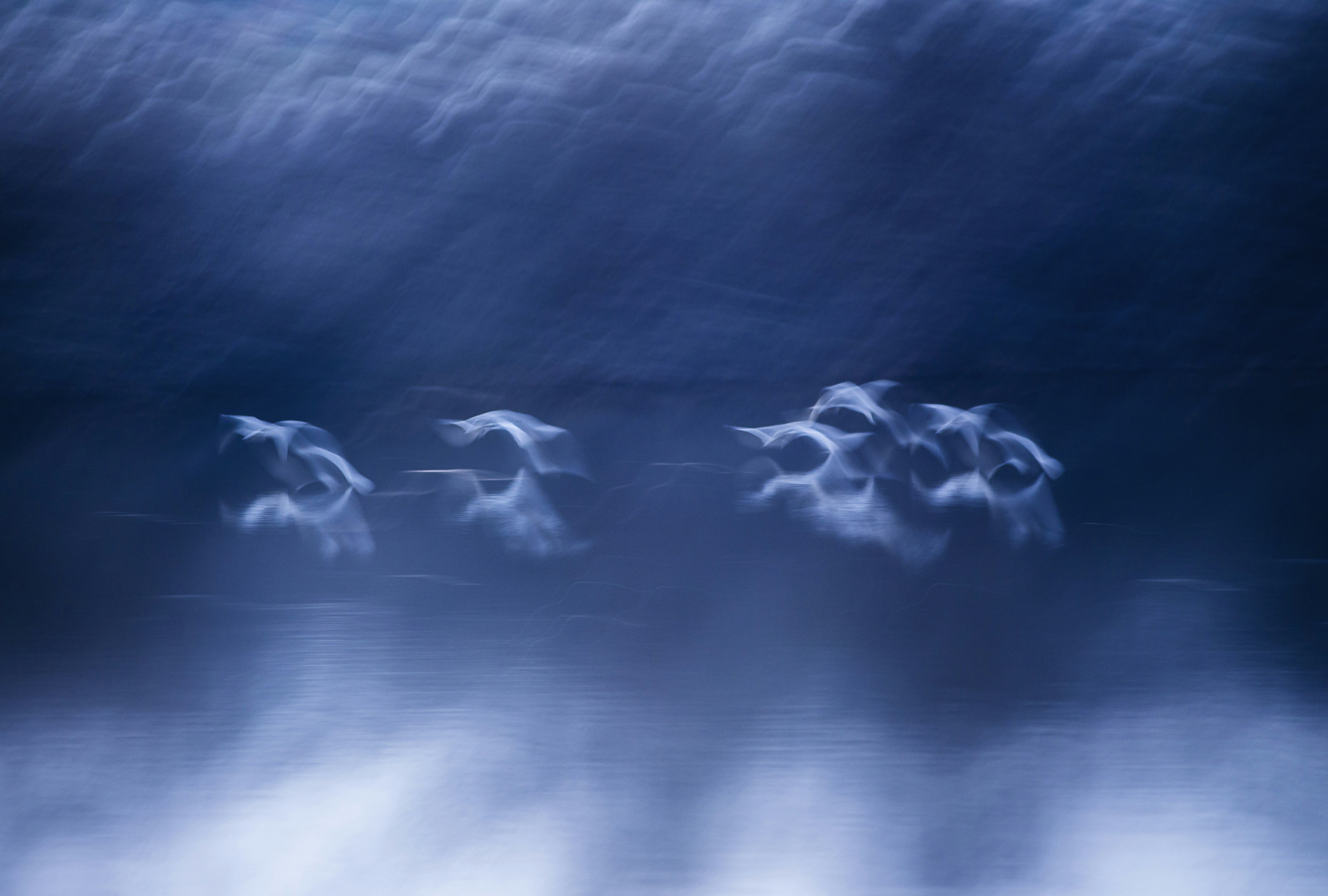 Velvet Blue Flight: Soft Trails of a Flock Across a Quiet Seascape