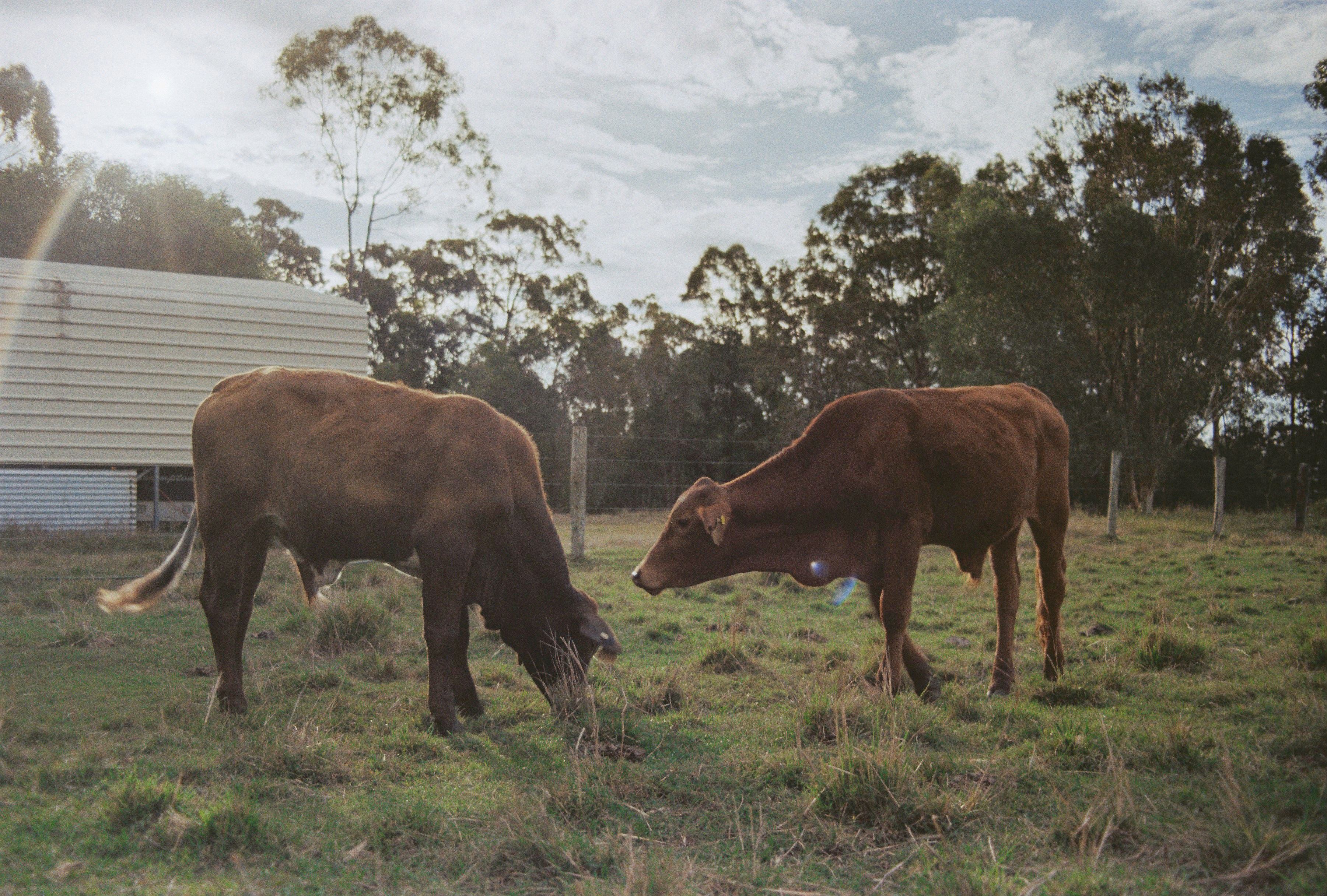A couple of cows grazing in a field photo – Free Cow Image on Unsplash